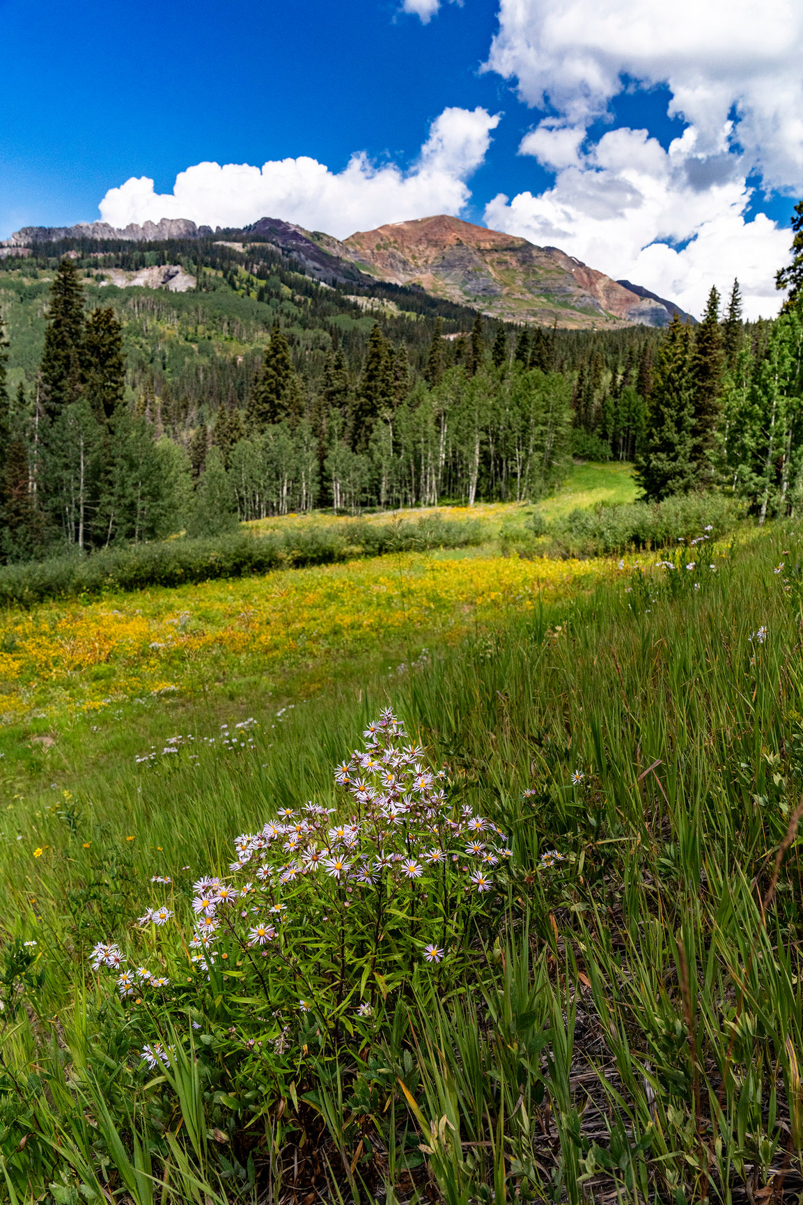 Colorado Wildflowers - Nature Exposed Tours