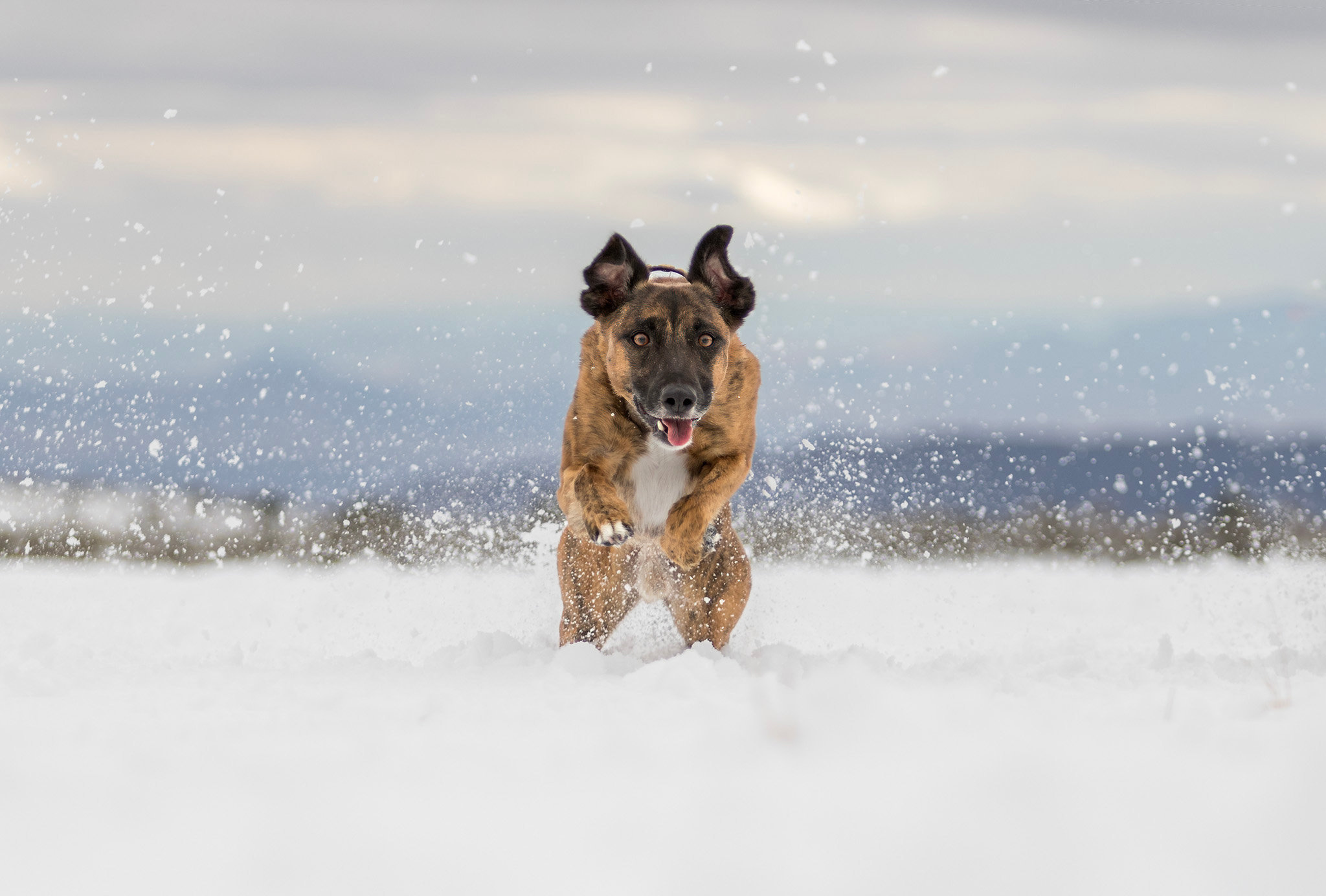 Top 3 Tips for a fun and safe snow day with your dog