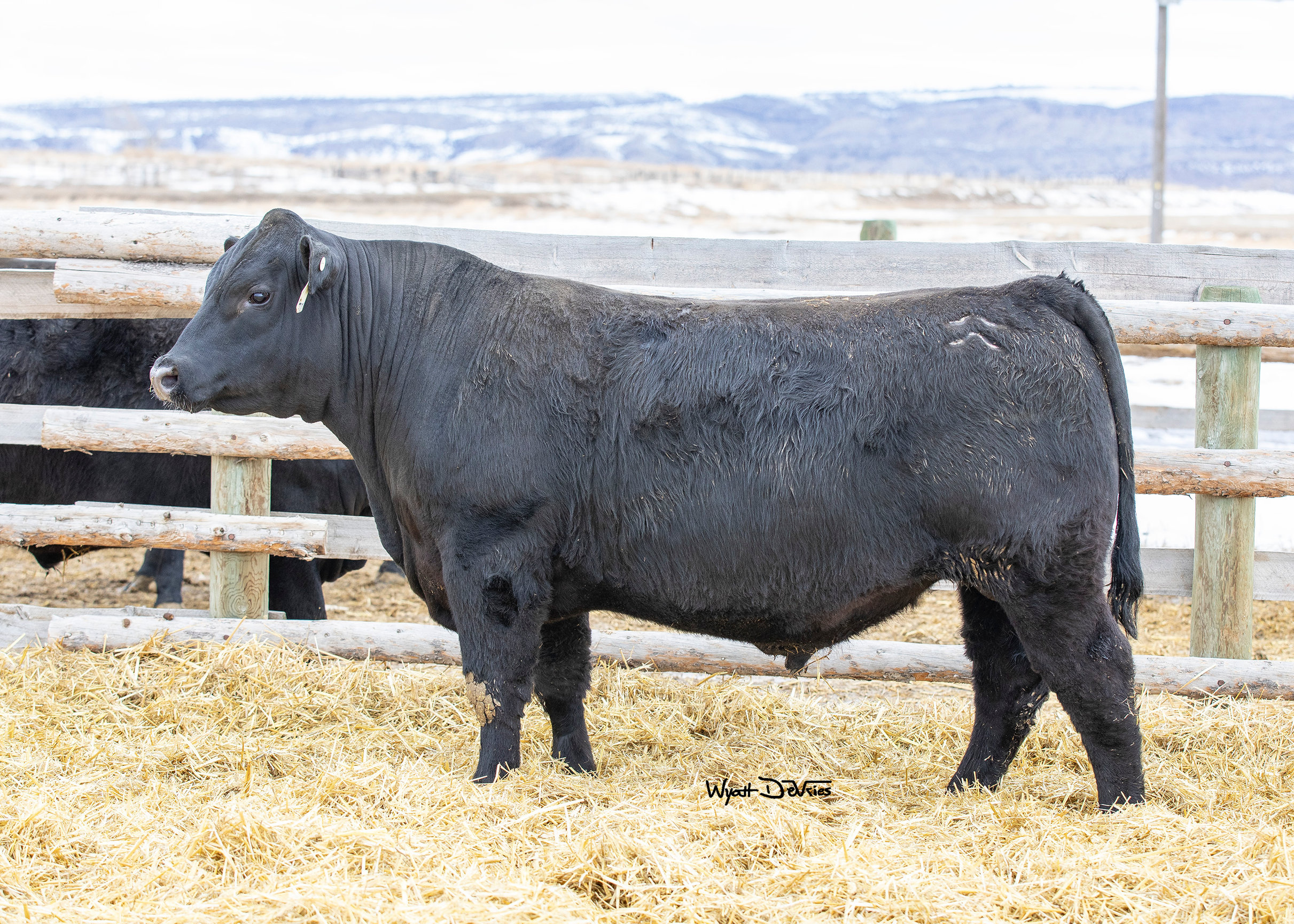 HERD BULLS - Neversweat Ranch HERD BULLS - Neversweat Ranch