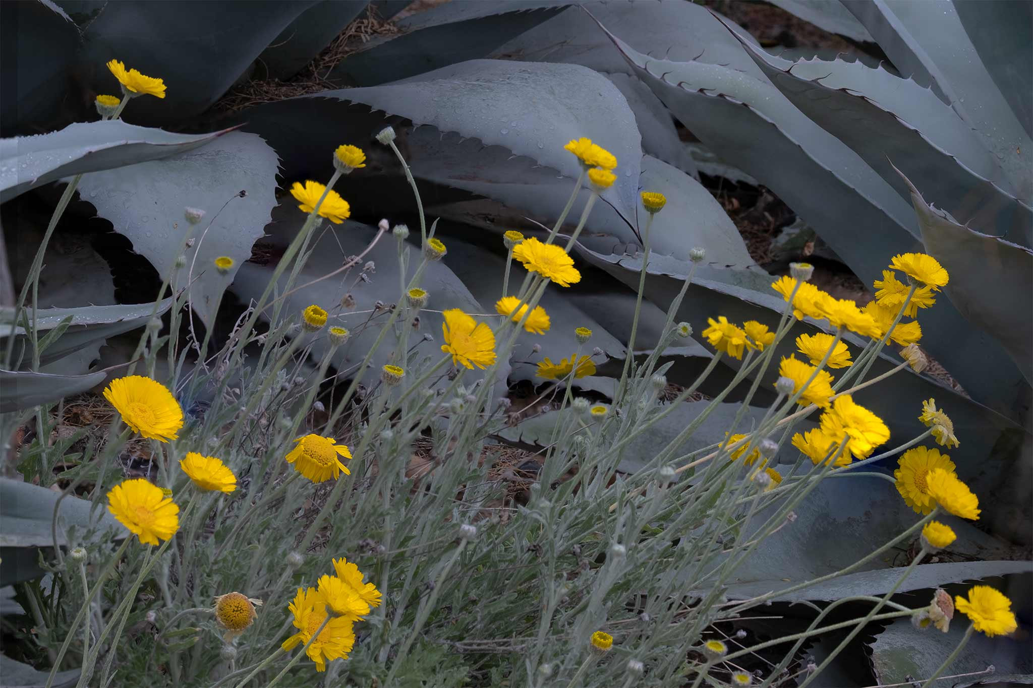 Desert Marigolds & Agave - Rob Strain Fine Art Photography & Workshops