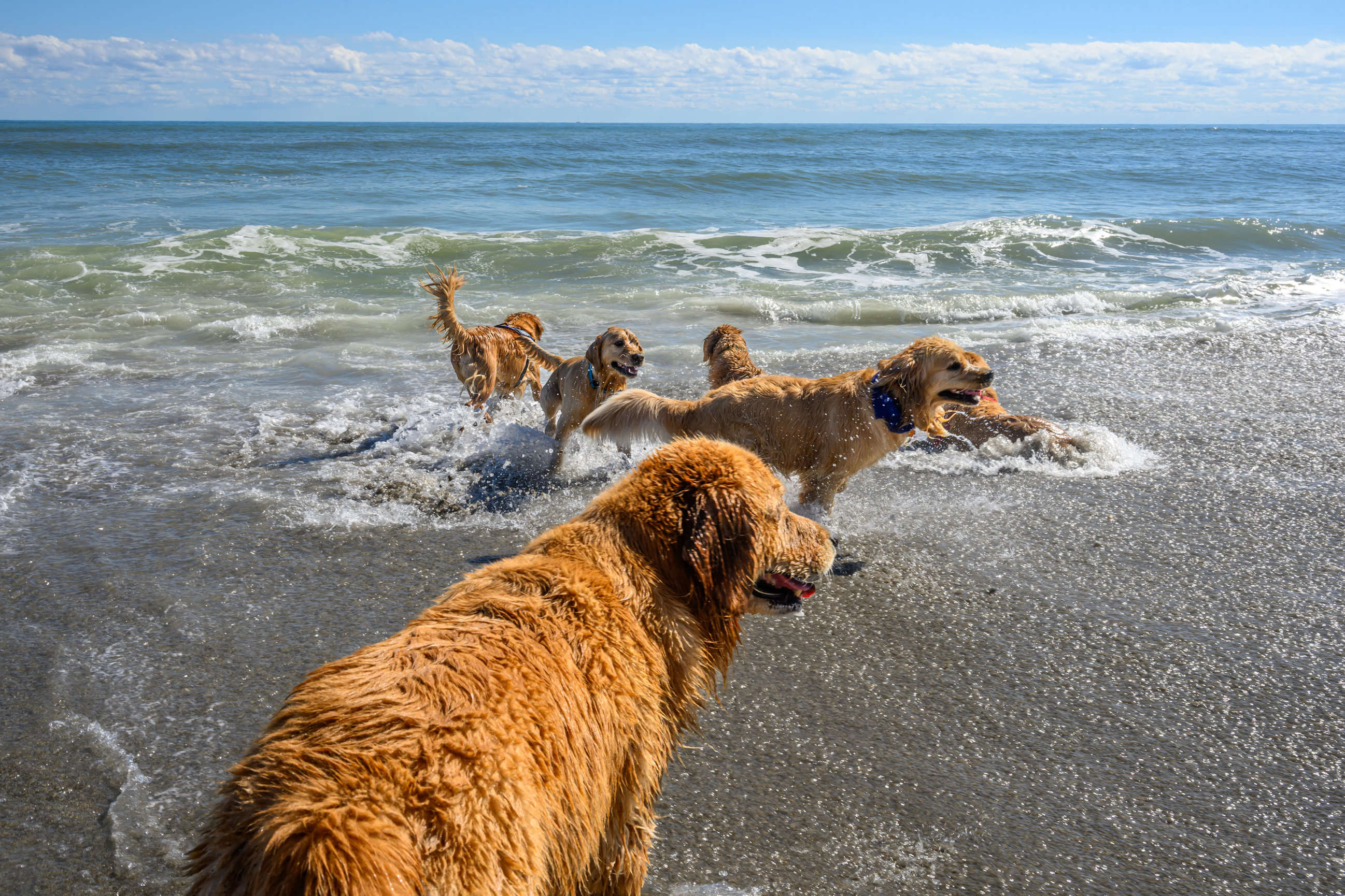 Jupiter Golden Jubilee 2025 – Golden Retrievers, Beach Fun & Joy