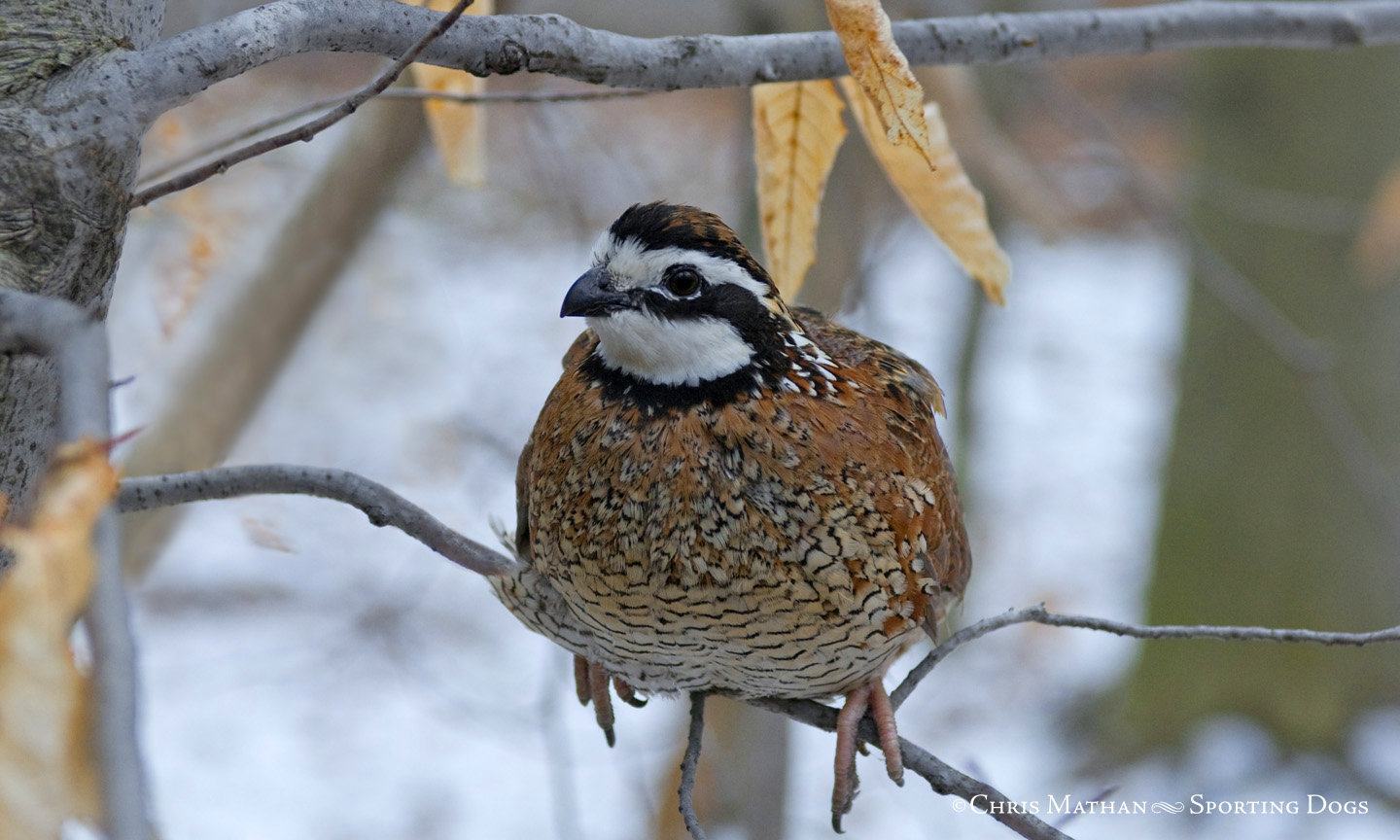 Upland Game Birds - Chris Mathan Sporting Dogs & Outdoor Images