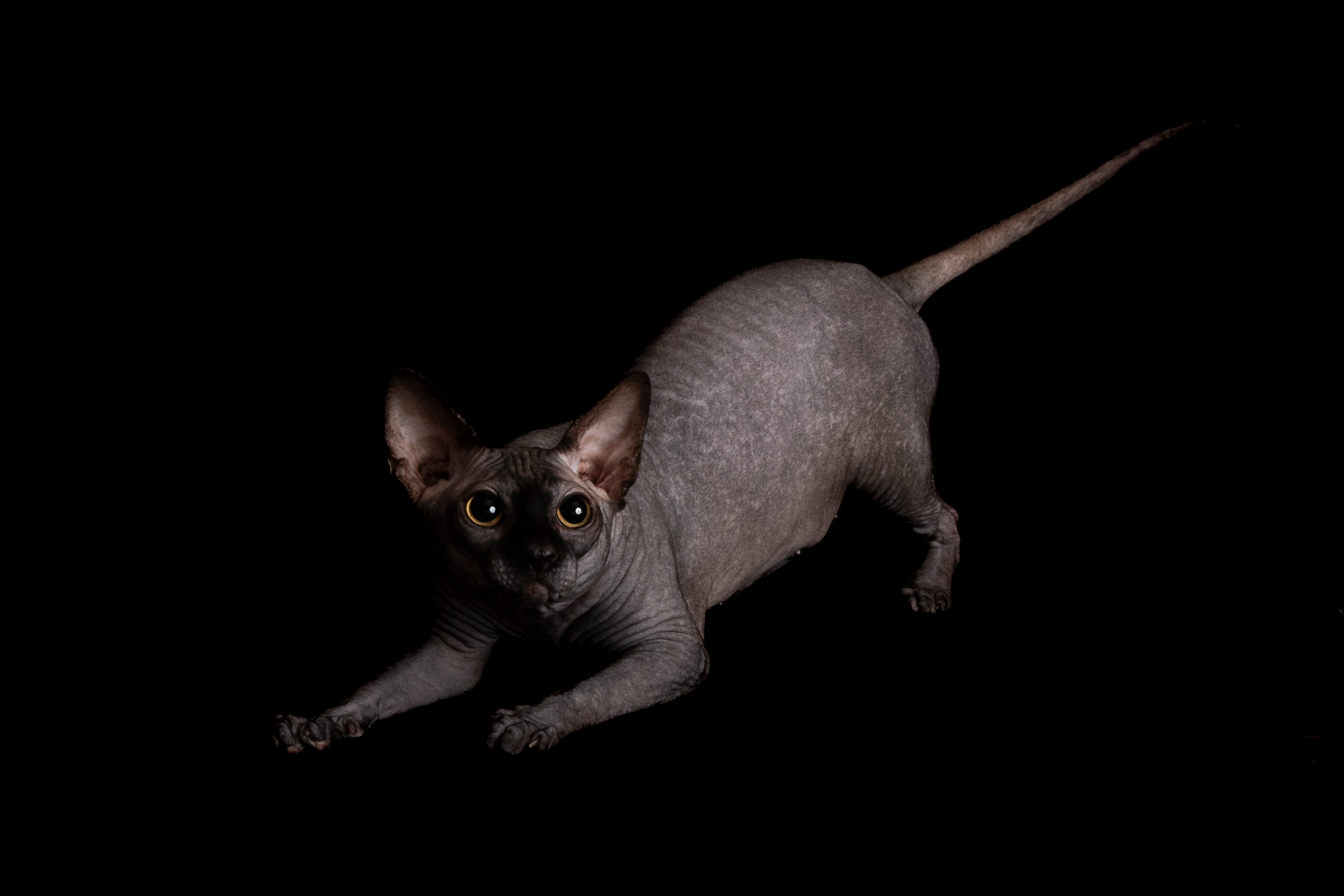 KREEGER - The Purr Without the Fur