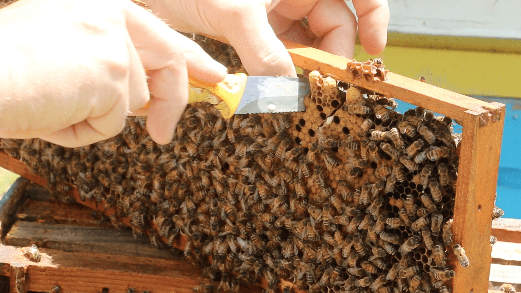 Enjoy Beekeeping: Natural, Fun Bee School & Sustainability