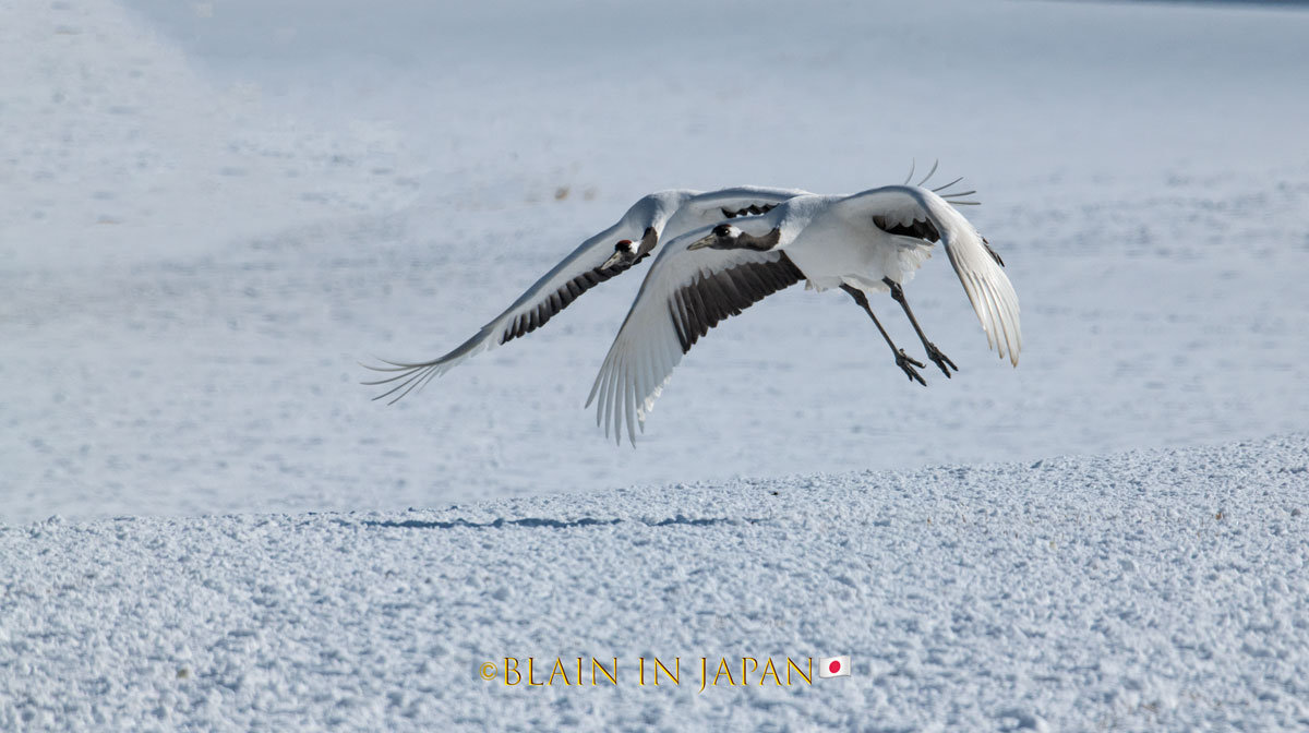 Migratory and Sub Regional Endemic Red-Crowned Cranes Hokkaido Birding ...
