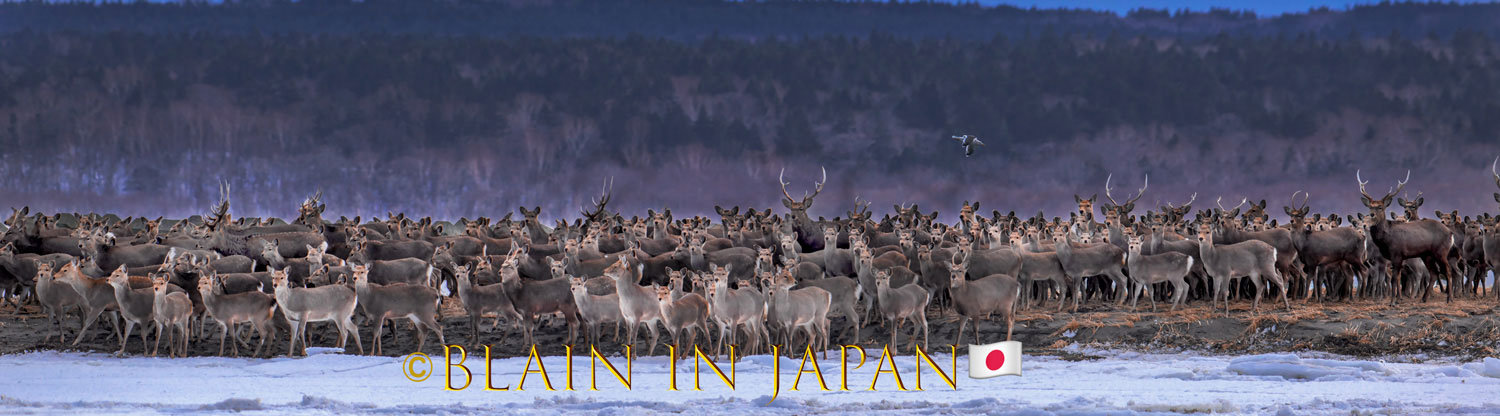 Hokkaido Photo Tour - The path to the largest Herd of Hokkaido Sika ...