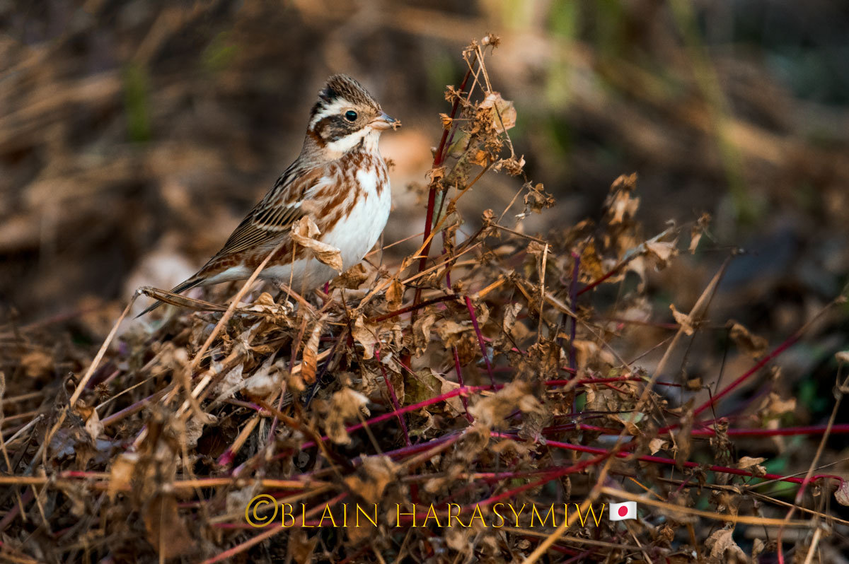 Rustic Bunting - Hokkaido Photo Tour - Blain Harasymiw Photography