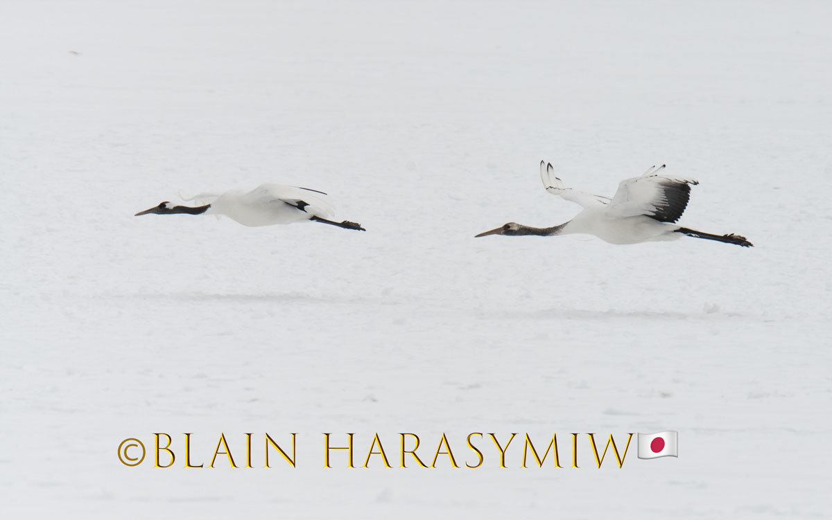 Red-crowned Cranes (Grus japonensis) Throughout Hokkaido and Asia ...