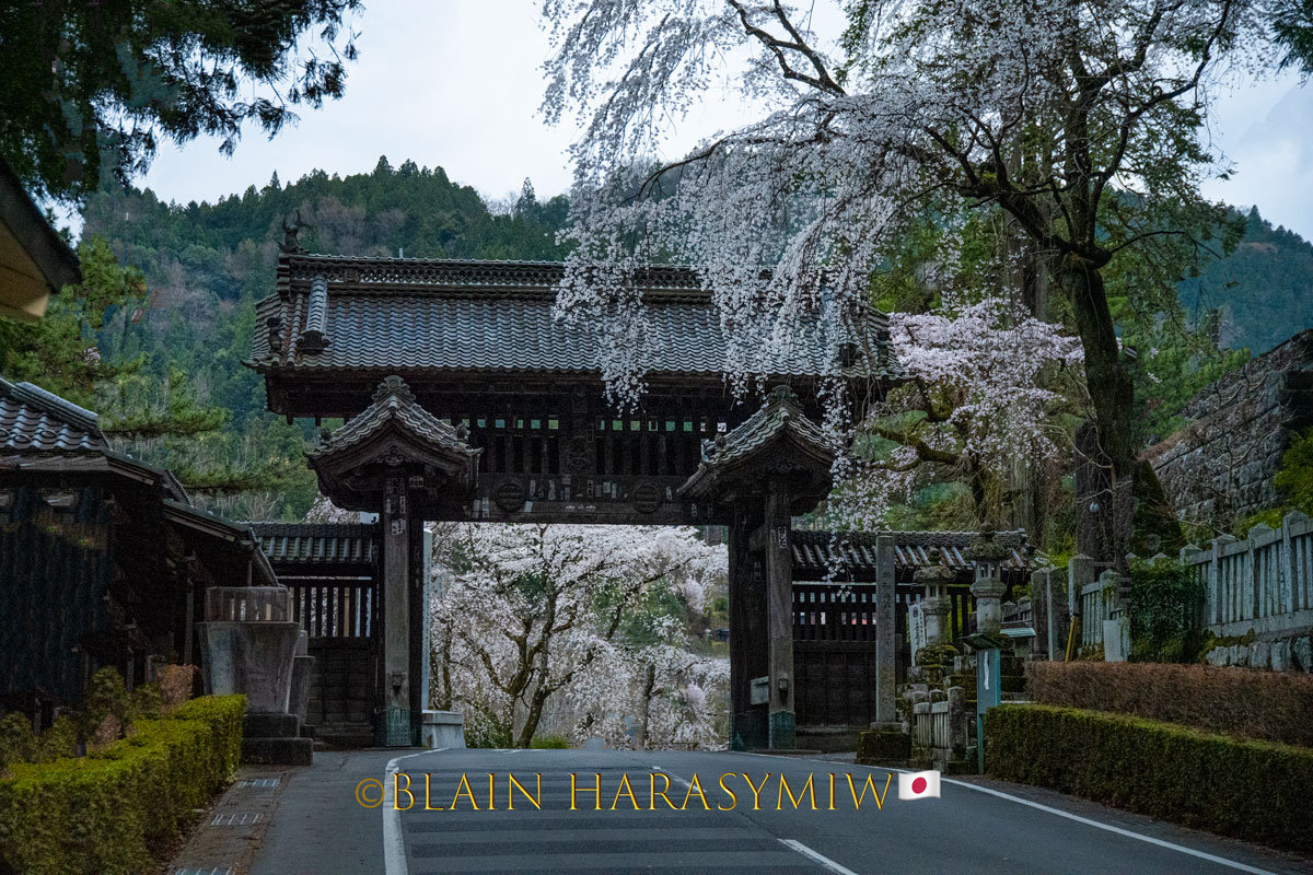 Japan’s Samurai Fortresses - Historic Cherry Blossom Photography Tour ...