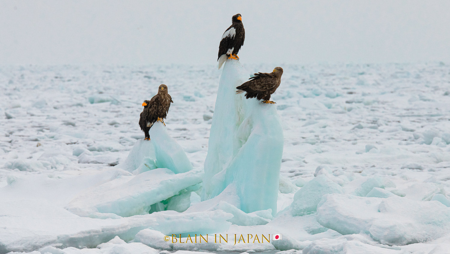 Hokkaido Photography Tour - Hokkaido’s Ice Age Hunter the Steller’s Sea ...