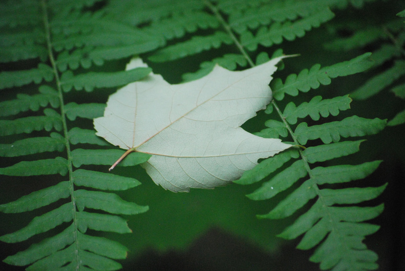 Leaf Shapes - Dendro Scope