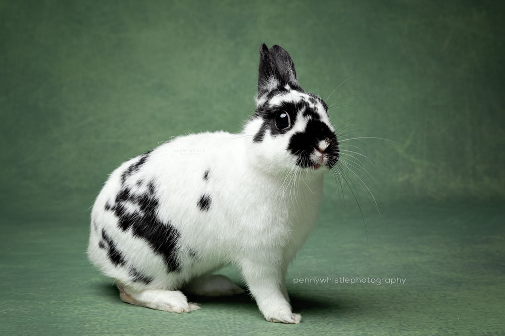 Waffles the Rabbit Gets Professional Portraits