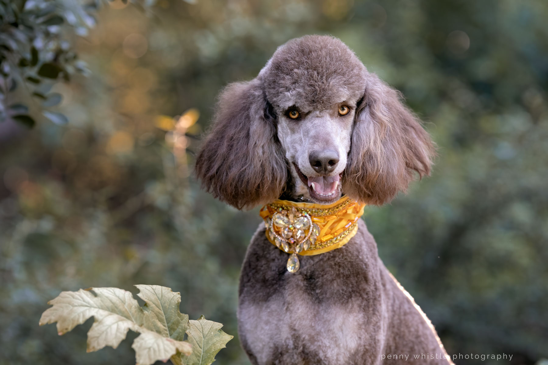Responsibly Bred Red and Multi-Colored Standard Poodles in Dallas ...