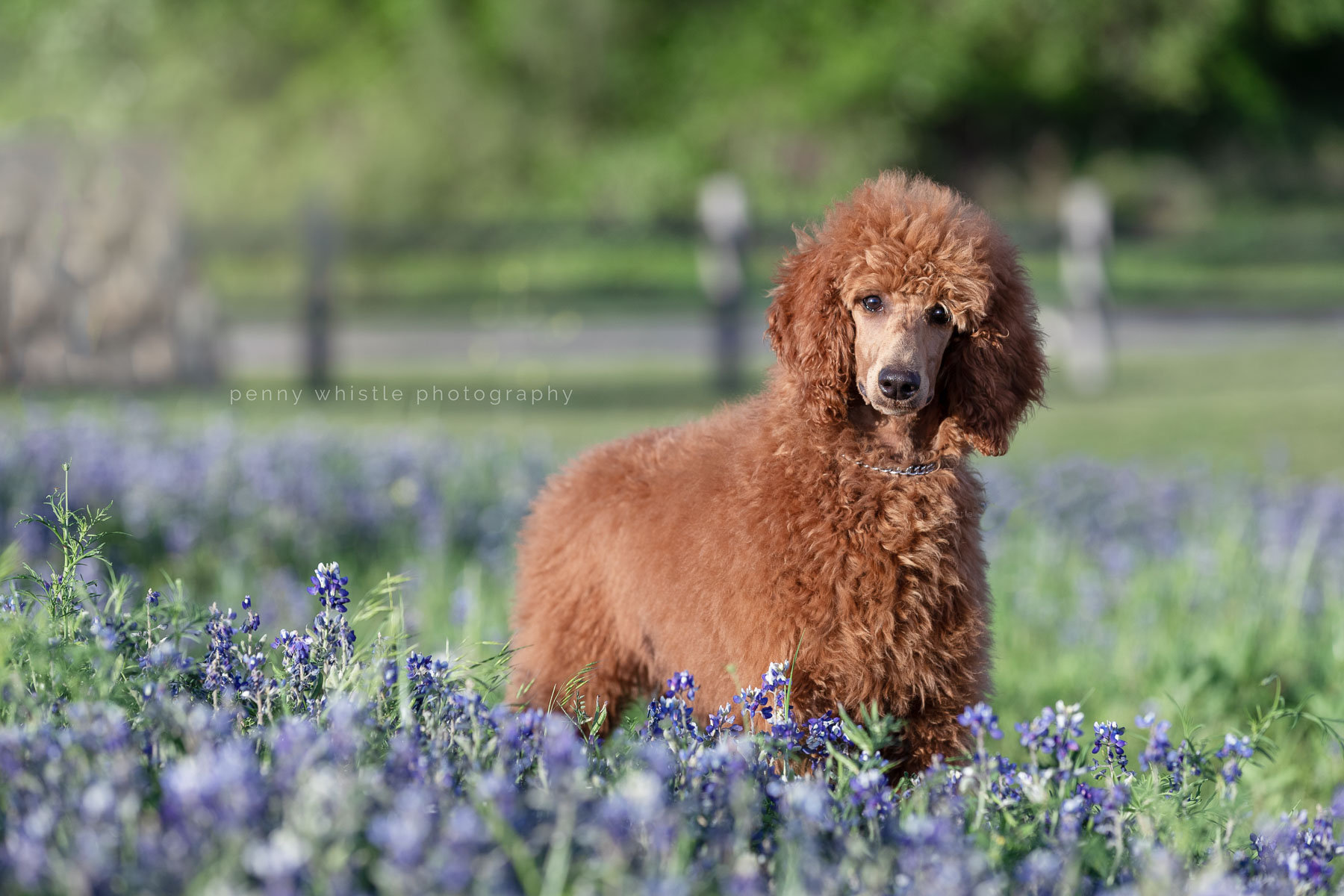 Responsibly Bred Red and Multi-Colored Standard Poodles in Dallas ...