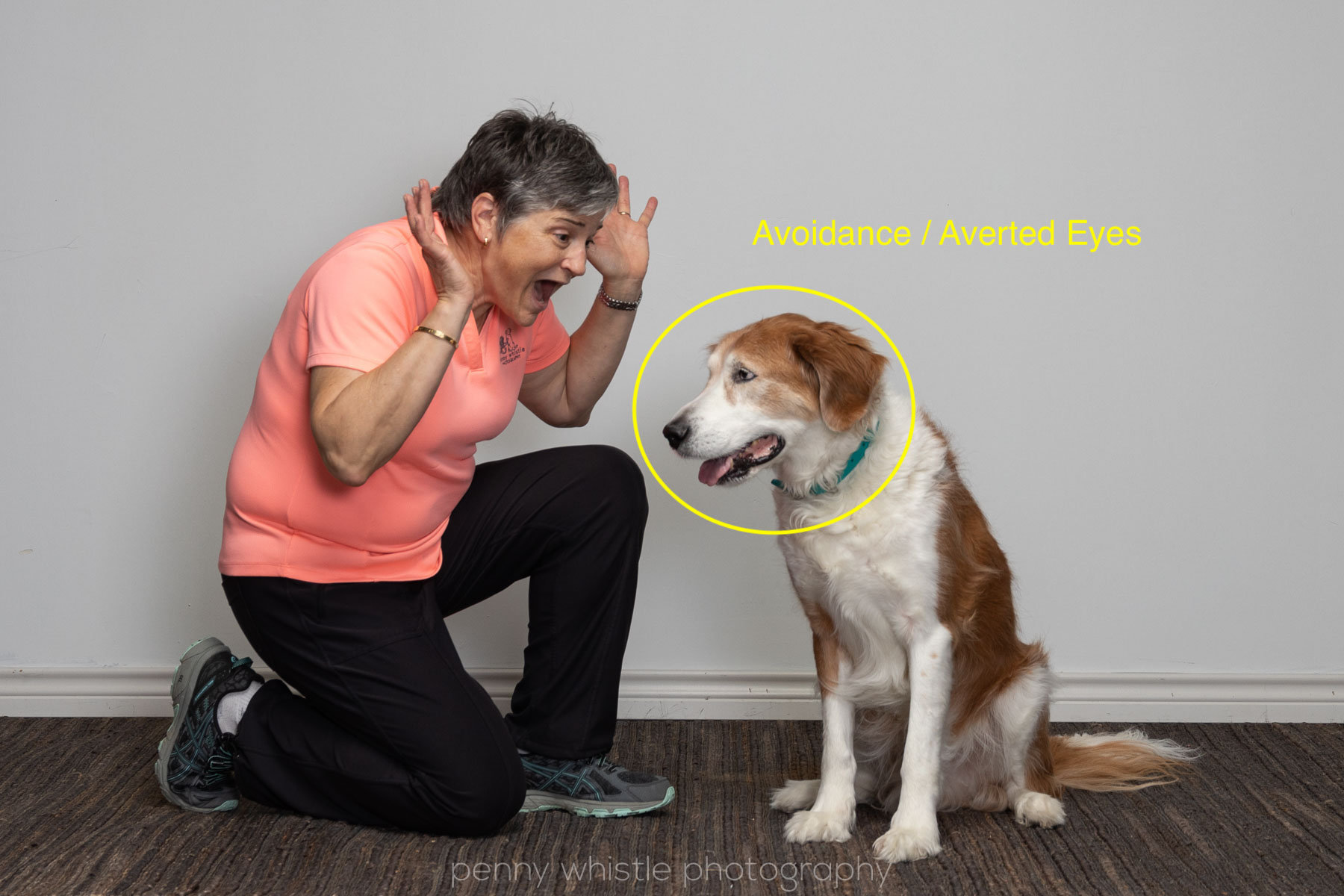 How To Greet A Dog The Right Way