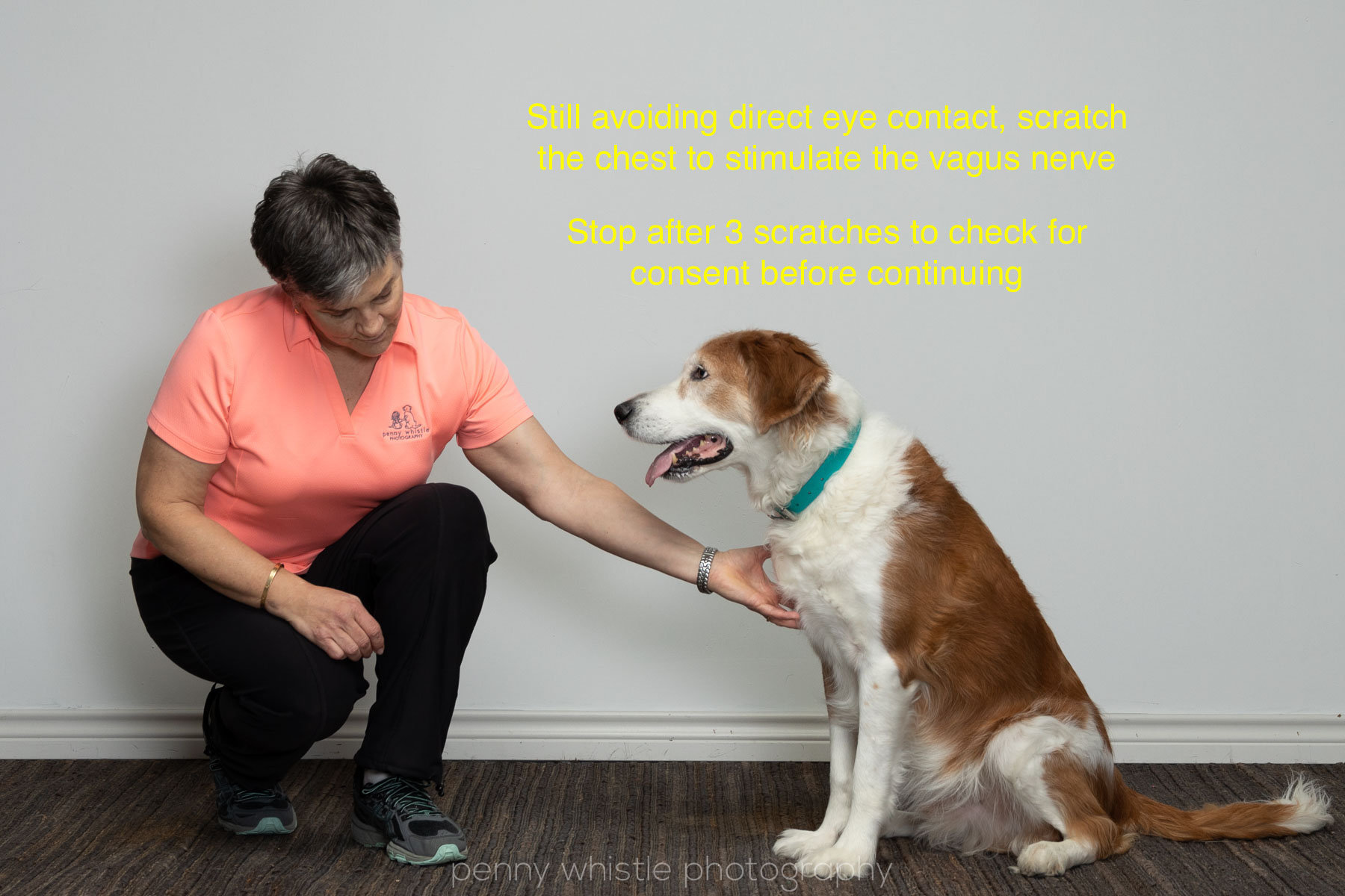 How To Greet A Dog The Right Way