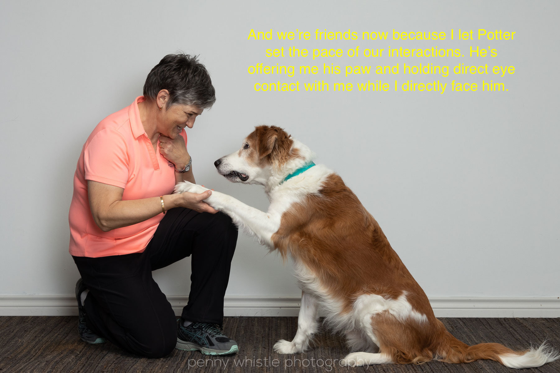 How To Greet A Dog The Right Way