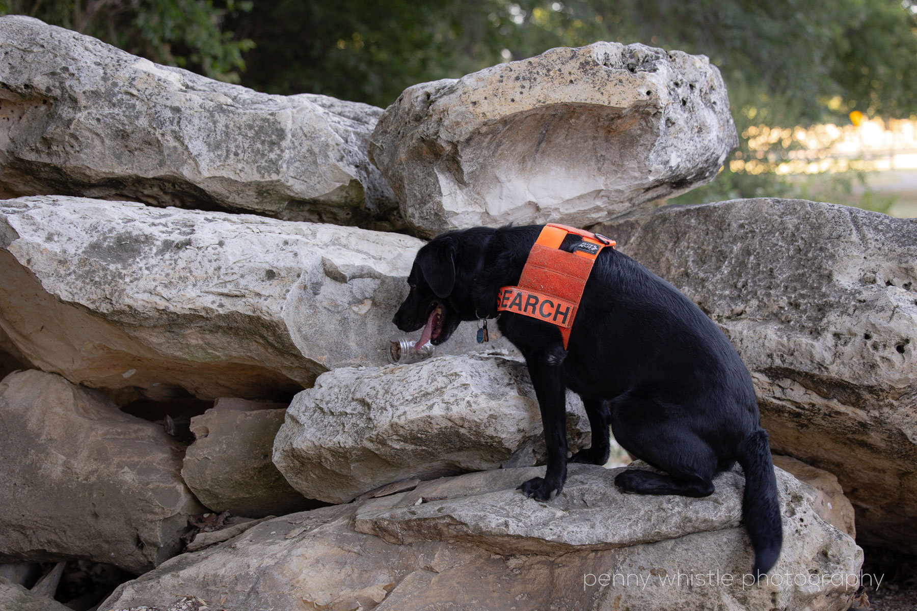 Profile of a Dallas Search and Rescue Dog