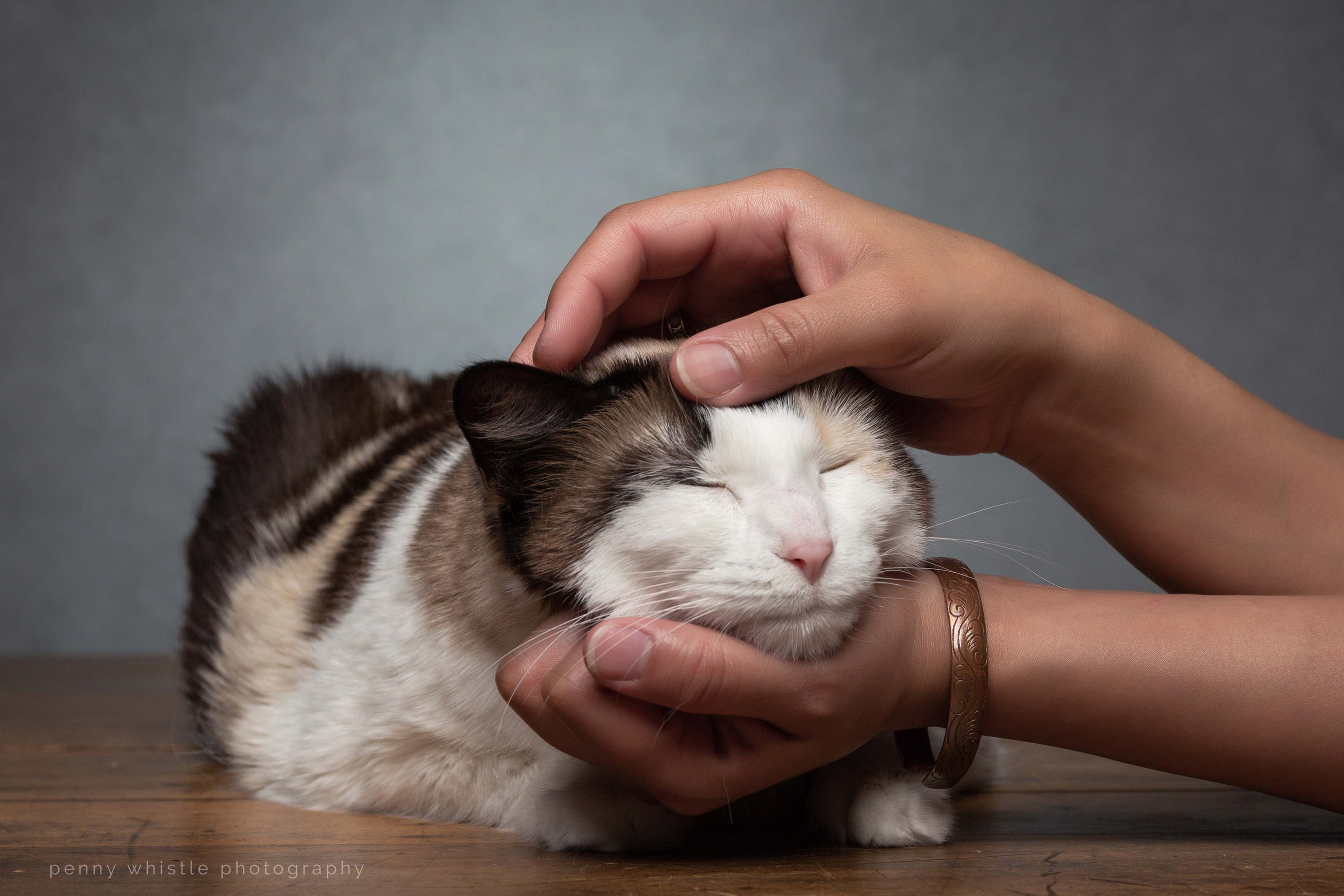 Pet Photography that Celebrates the Bond Between Cats and Their Owners