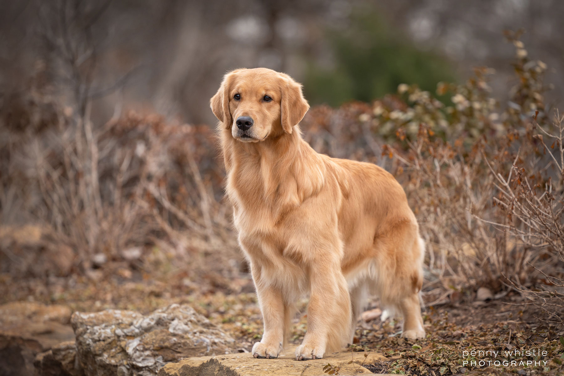 5 Things You May Not Know About Golden Retrievers