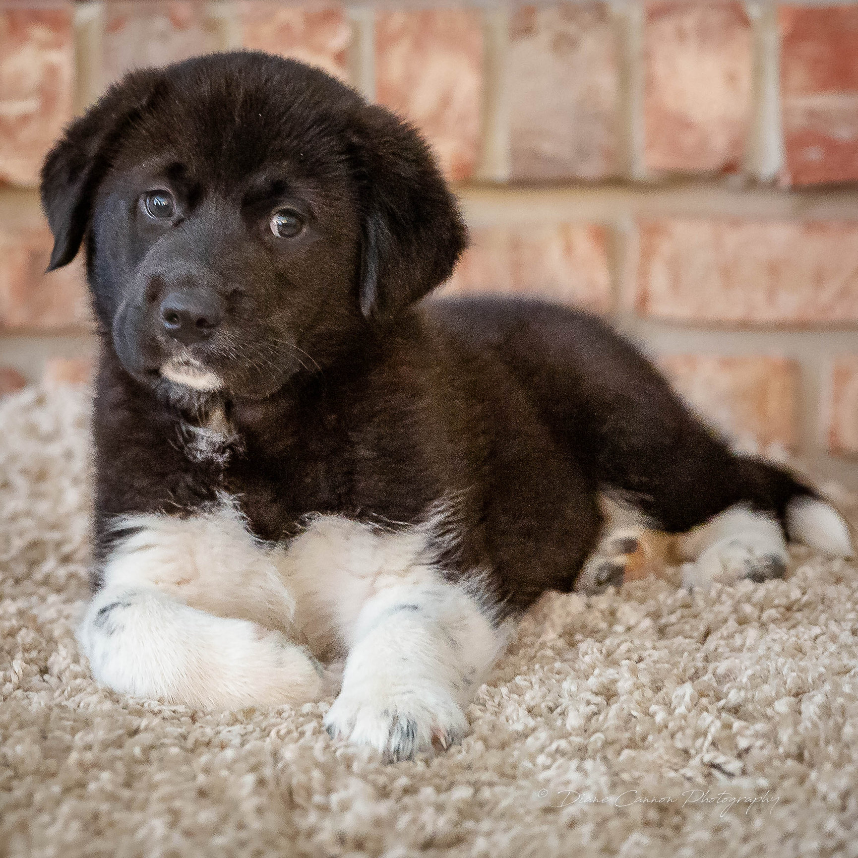 Missouri Pet Photographer - Diane Cannon Photography