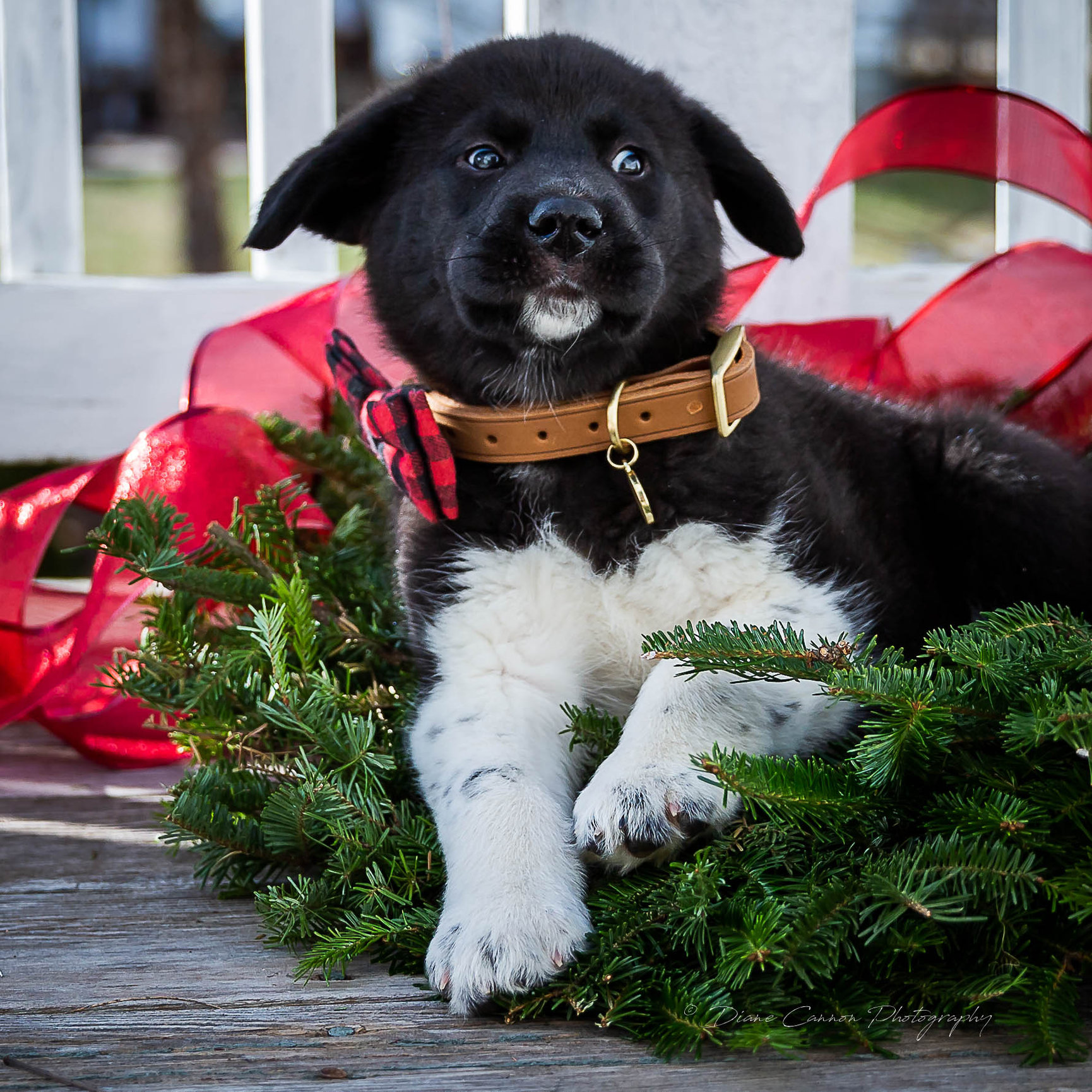 Our 4-legged family - Diane Cannon Photography