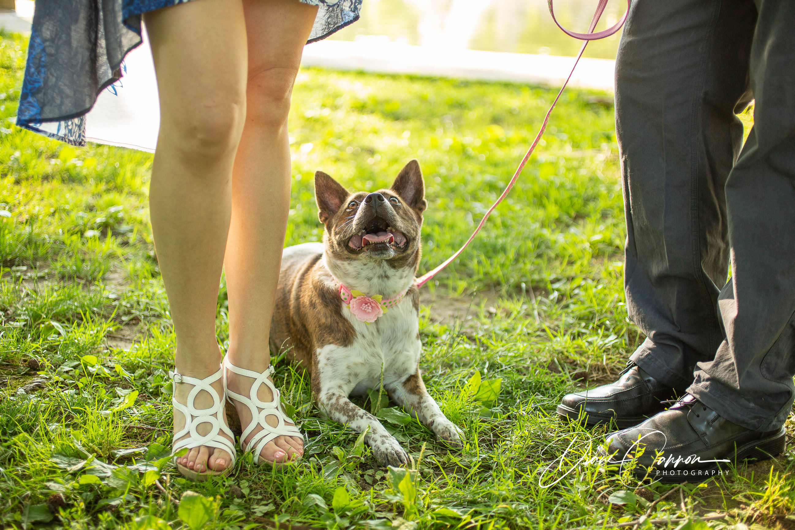 Our 4-legged family - Diane Cannon Photography