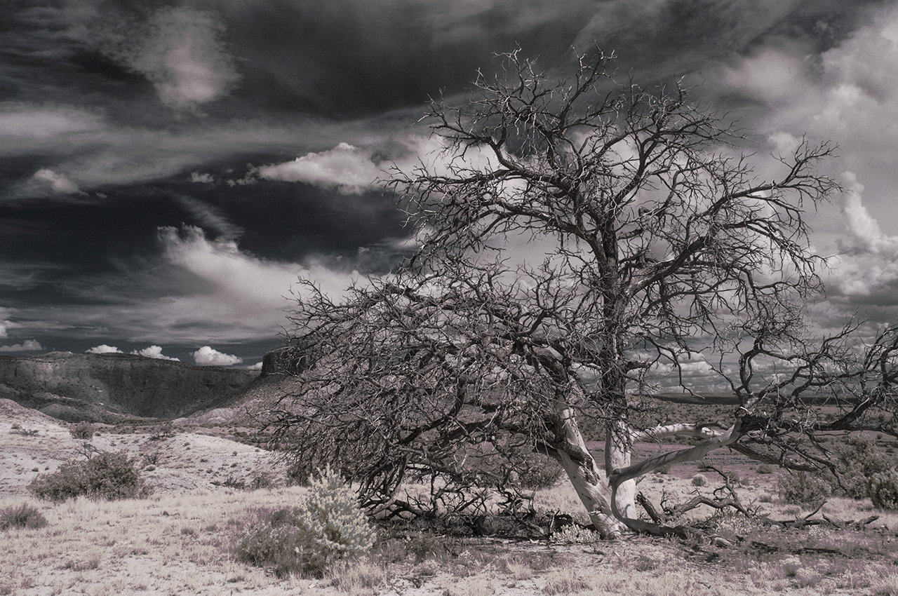 INFRARED IMAGES - Christine Breslin Photography