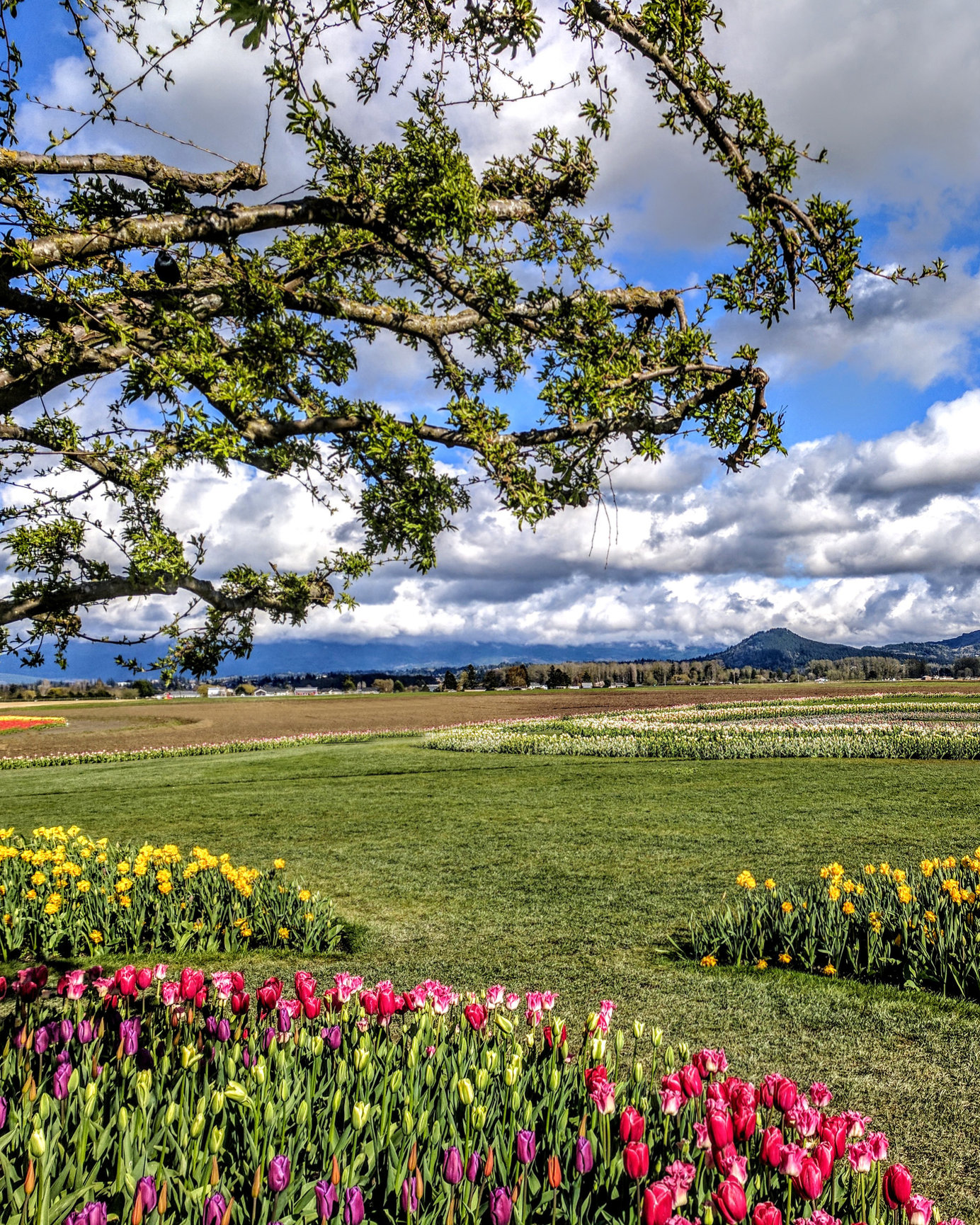 Spring Background Gallery - O'Connor Photography Studio