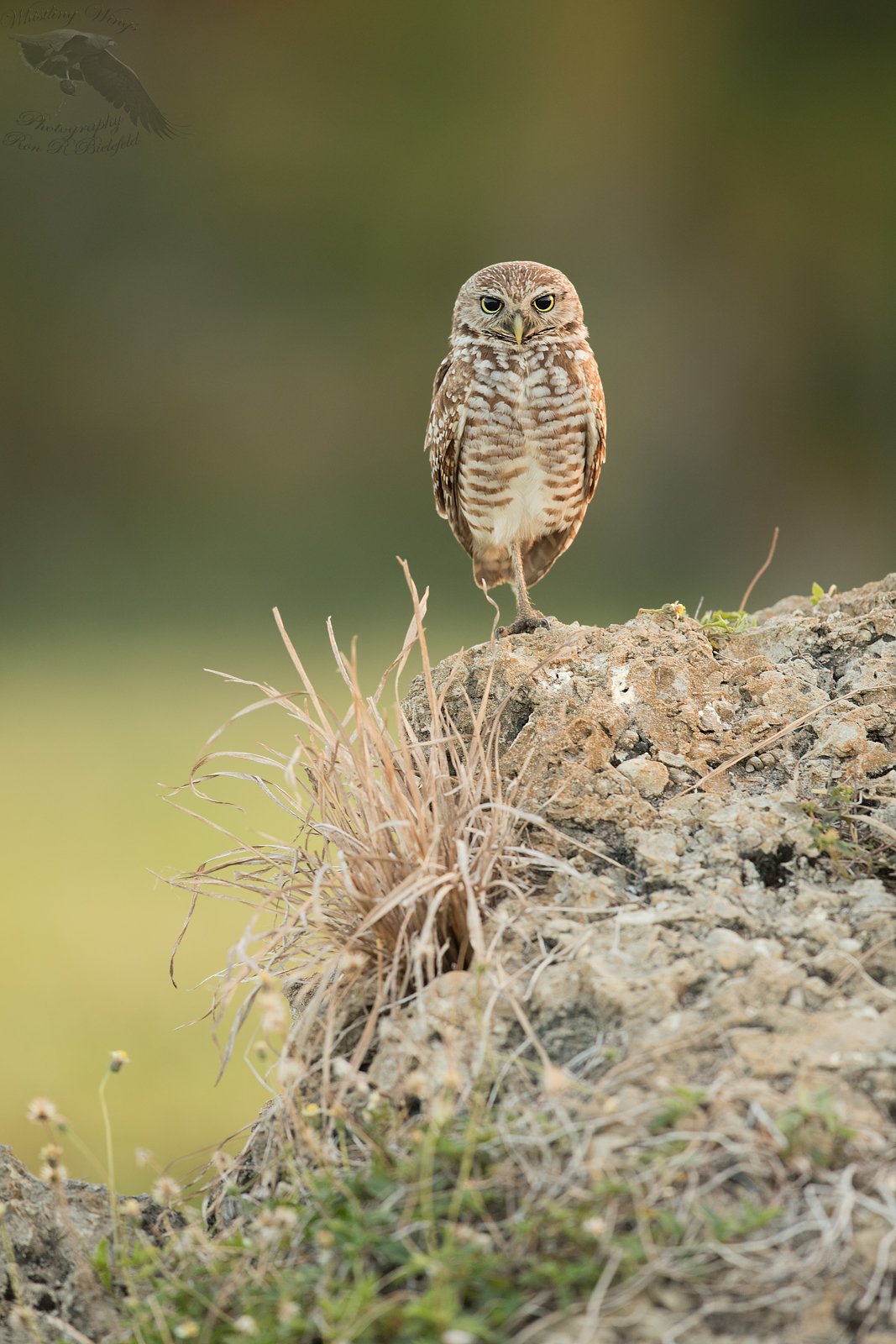 Raptors - Whistling Wings Photography