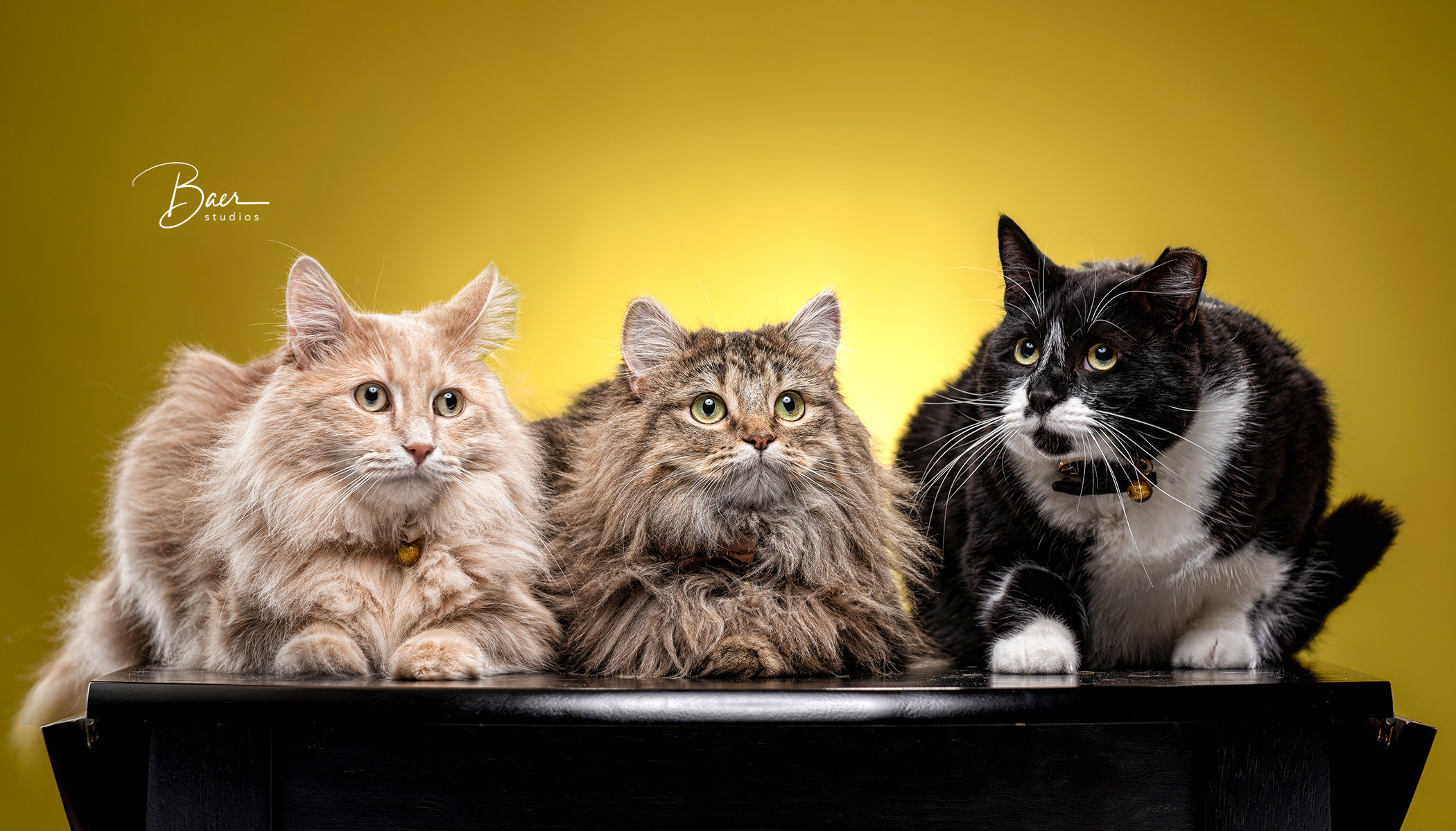 HOME - Baer Photography