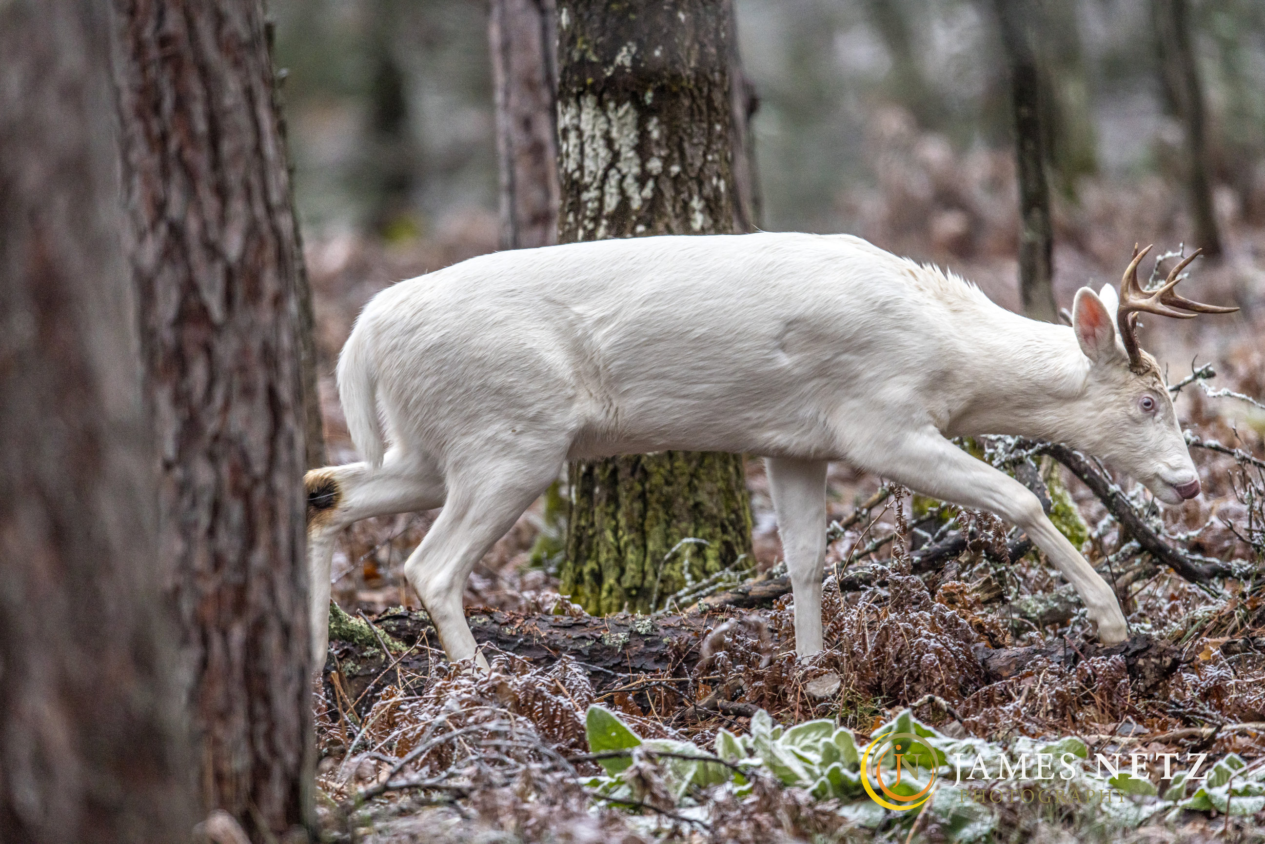 Photographing the Enchanting Albino Deer of Northern Wisconsin - James ...