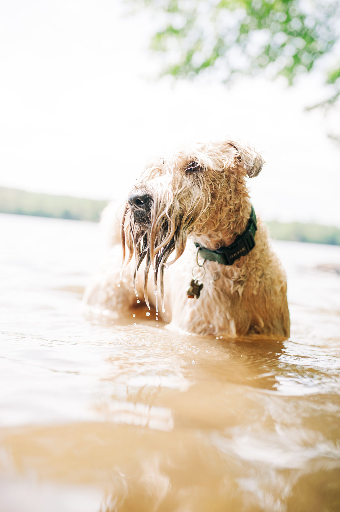 Dogs Lifestyle Session in Readfield - Sharyn Peavey Photography