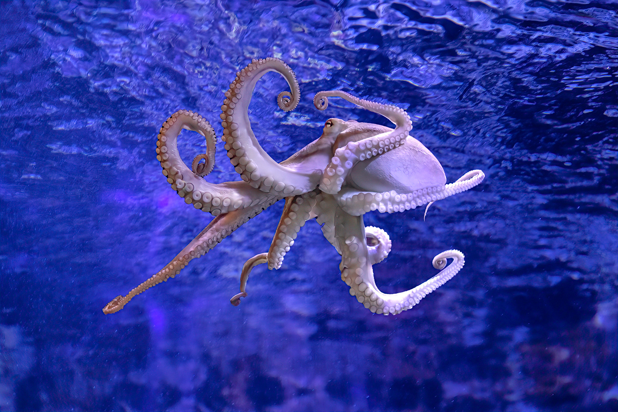 Common octopus - Jim Zuckerman photography & photo tours