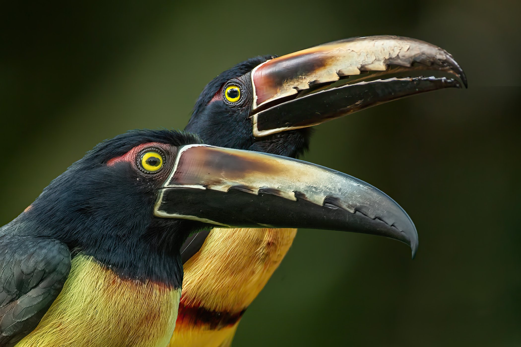 A pair of toucans - Jim Zuckerman photography & photo tours