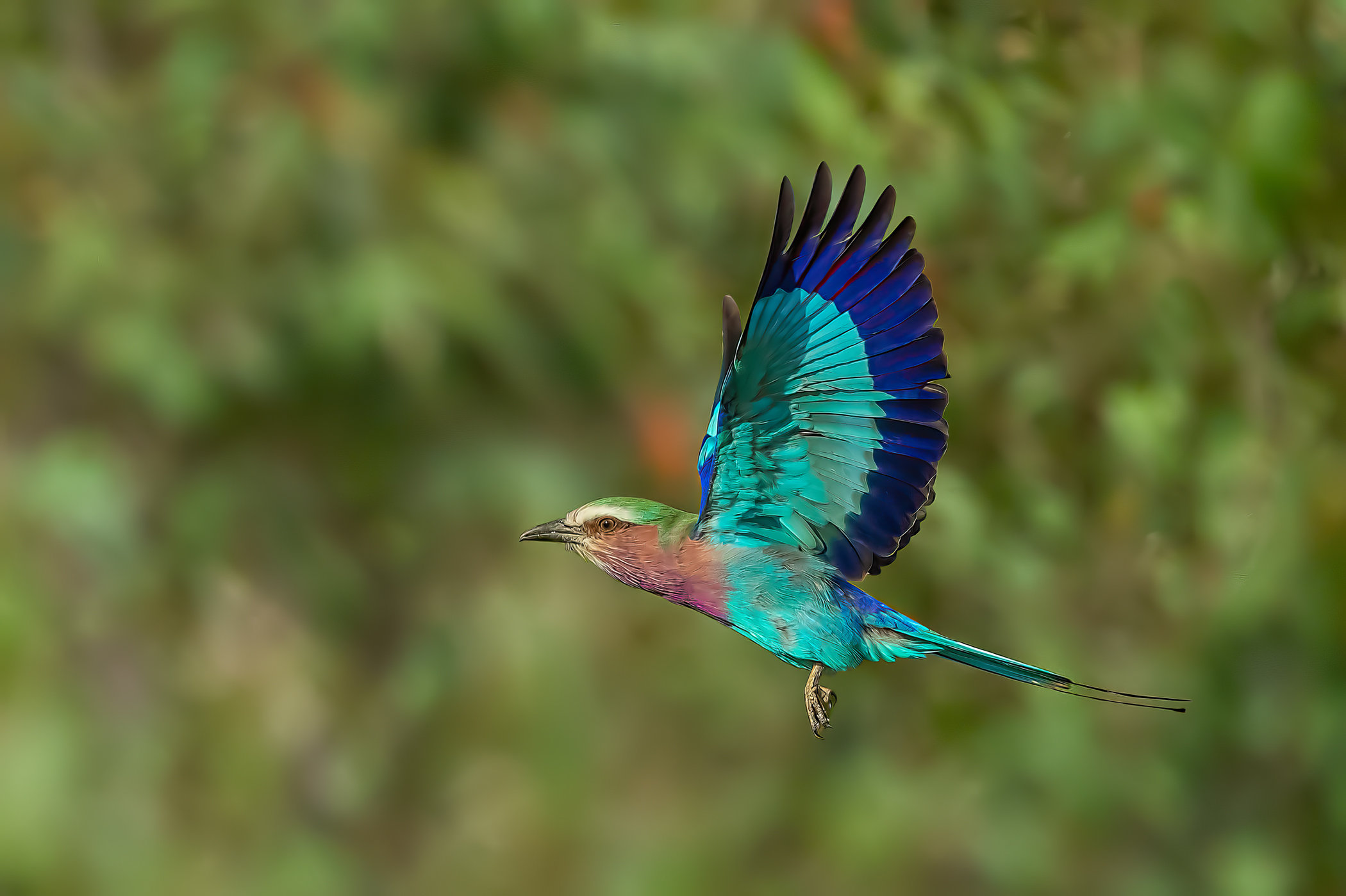 Lilac-breasted roller in flight - Jim Zuckerman photography & photo tours