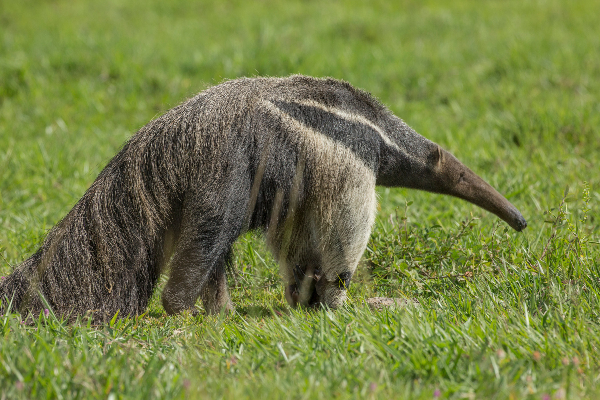 Giant ant eater - Jim Zuckerman photography & photo tours