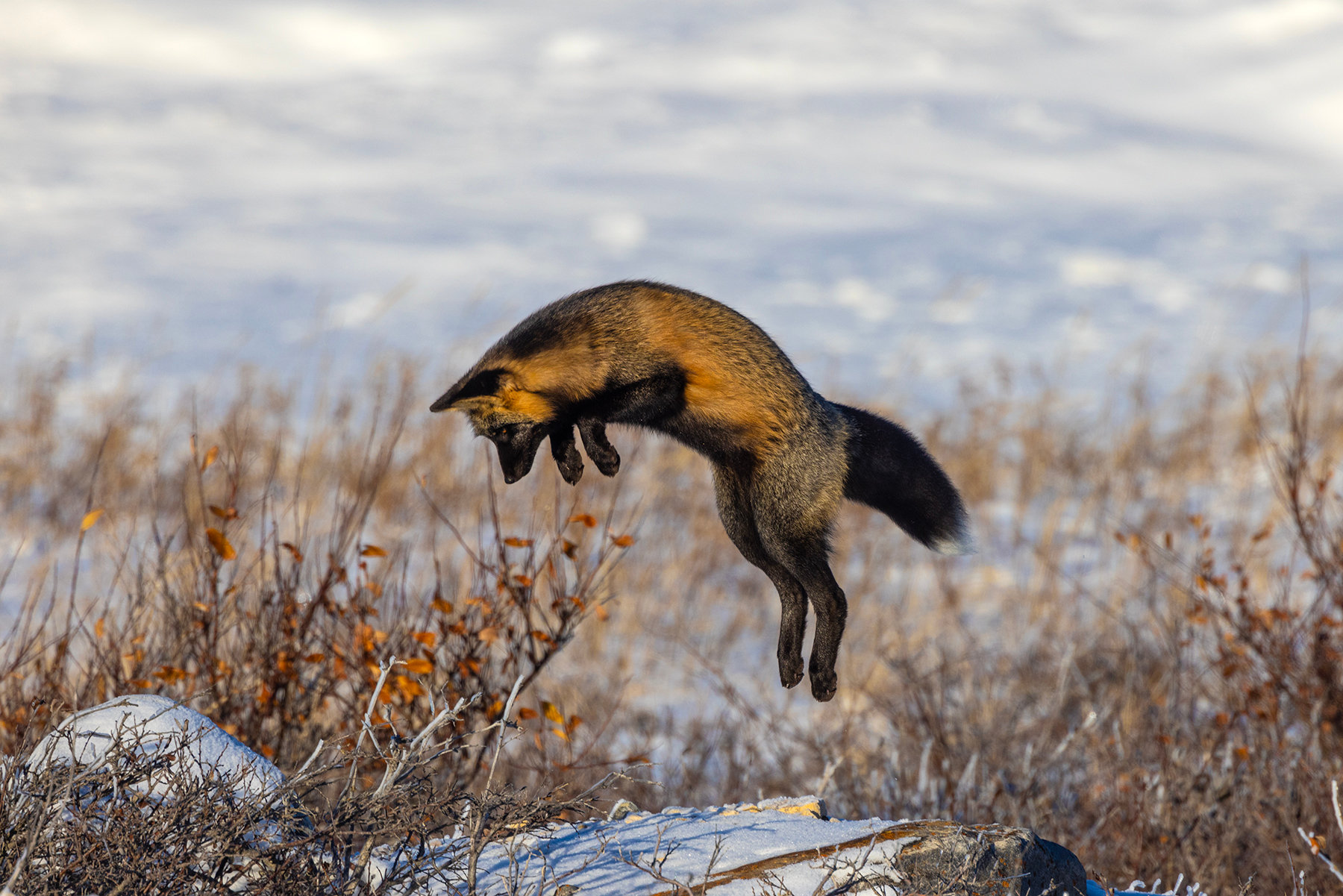 Cross fox hunting - Jim Zuckerman photography & photo tours