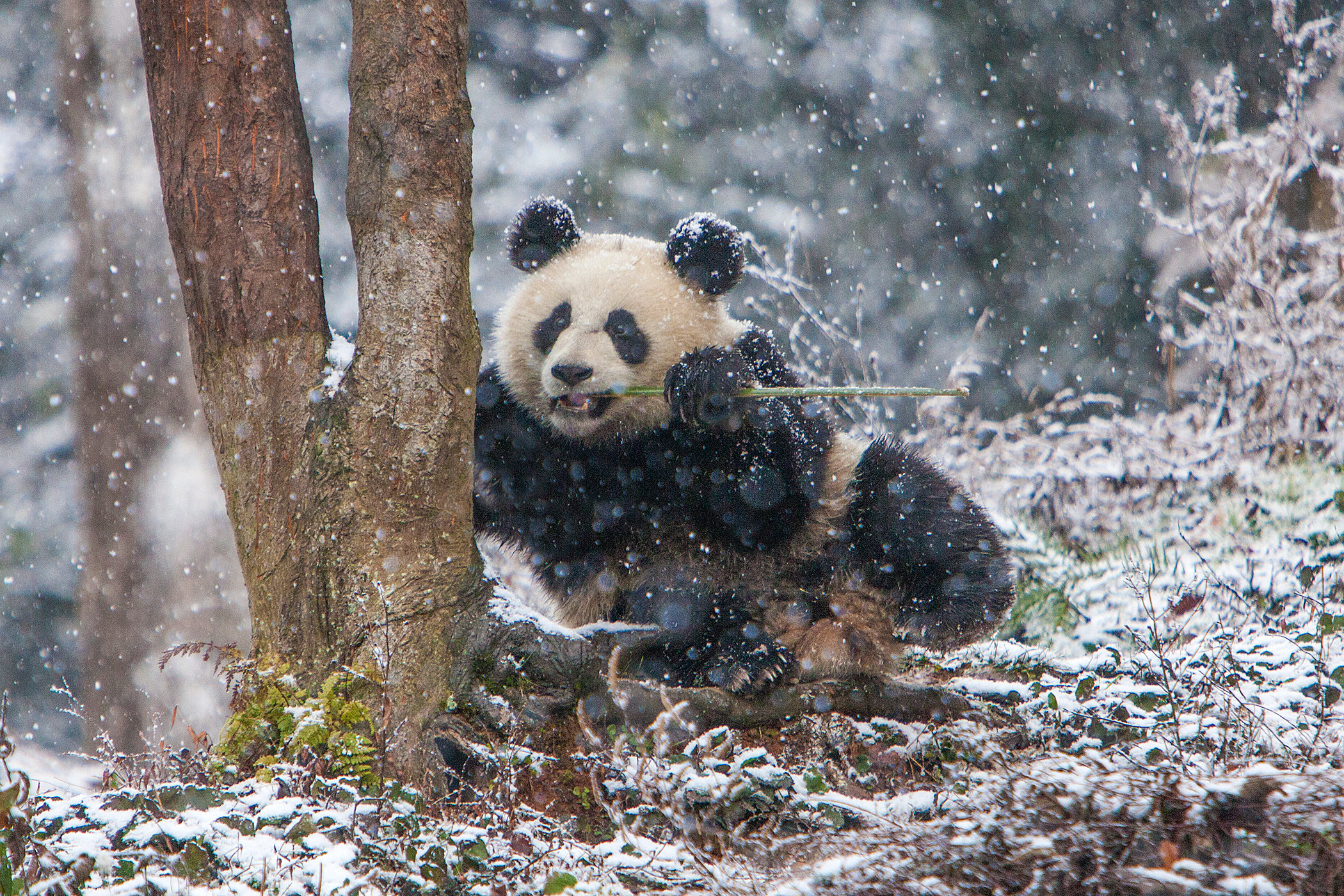 Panda in the snow - Jim Zuckerman photography & photo tours
