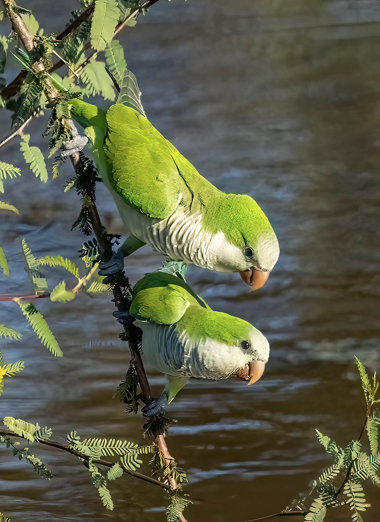Monk parakeets - Jim Zuckerman photography & photo tours