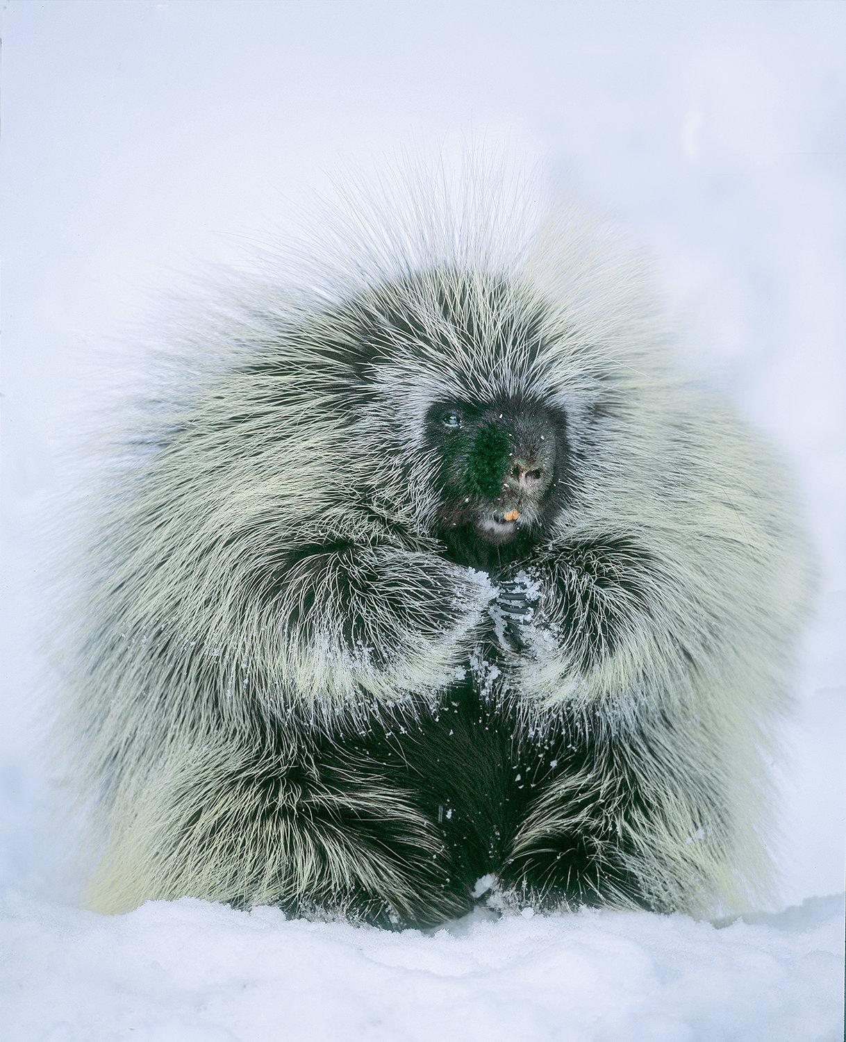 Porcupine in winter - Jim Zuckerman photography & photo tours