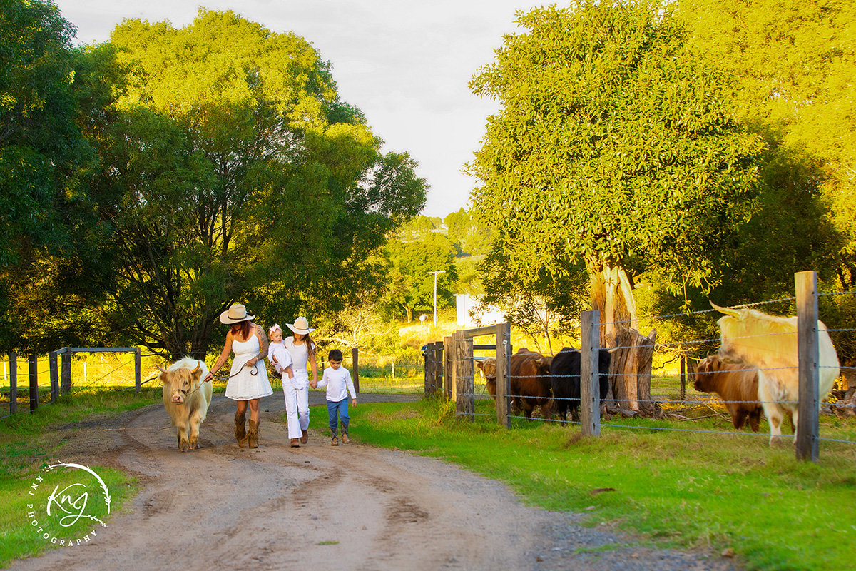 Highland Cow Photography & Encounters | K n J Photography