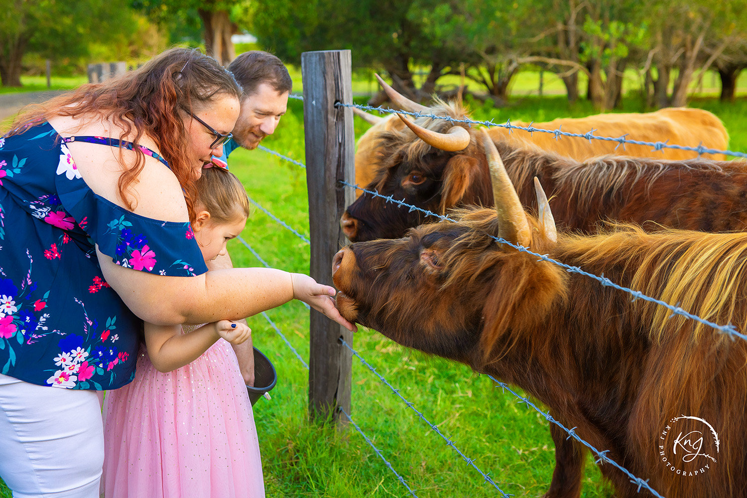 Highland Cow Photography & Encounters | K n J Photography
