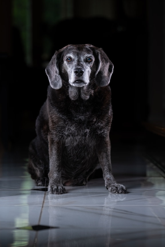 Client Final Galleries - Orendorff Studios