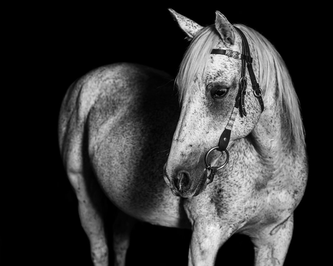 Blog Archive Anna Danielle Photography