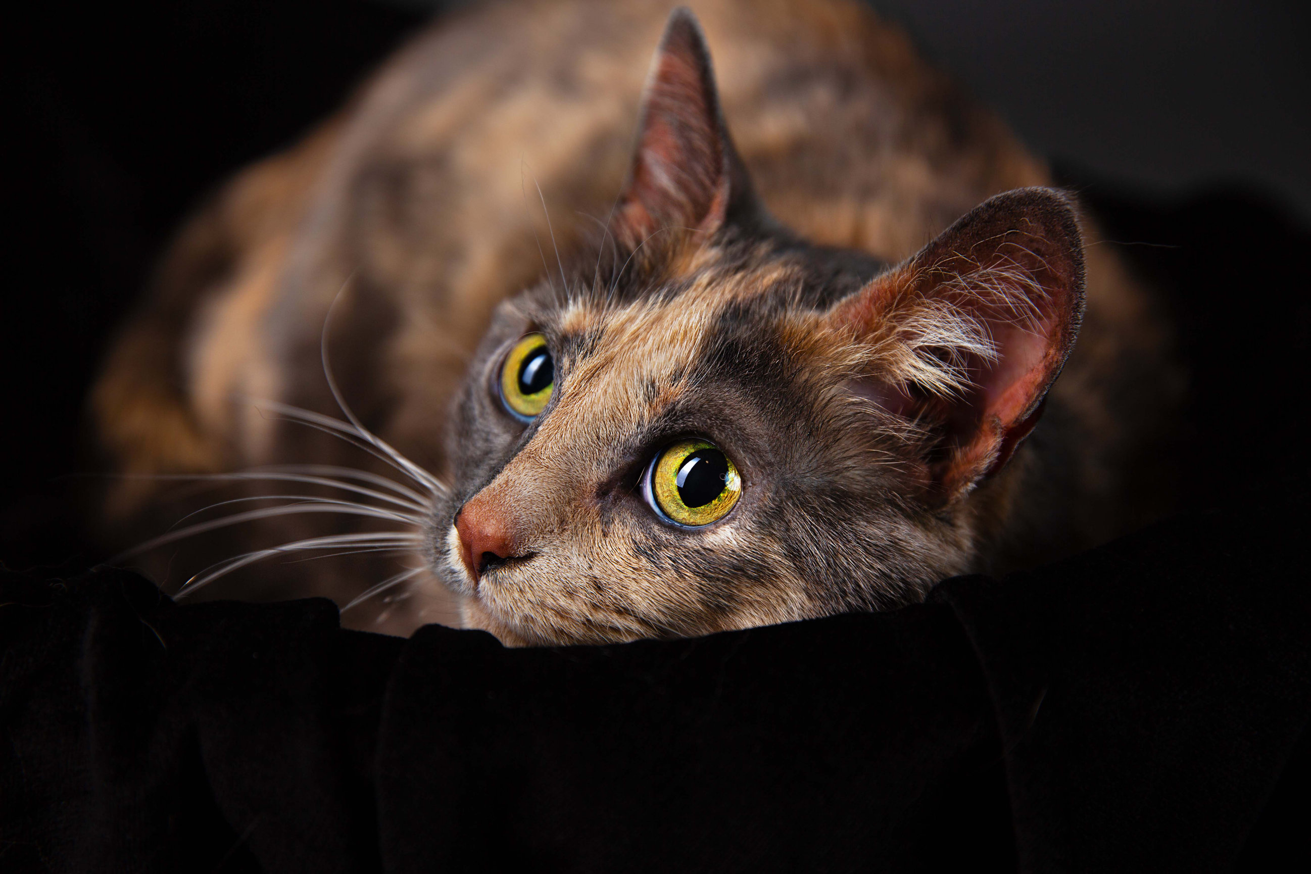 Atlanta, GA Best Pet Photographer