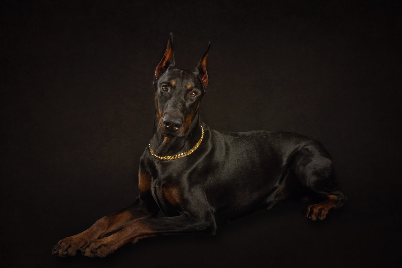 THE CANINE COLLECTION | L.A. DOG PHOTOGRAPHY
