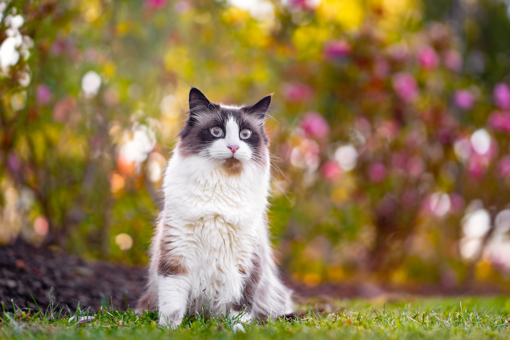 FAQs on getting professional pet photography session