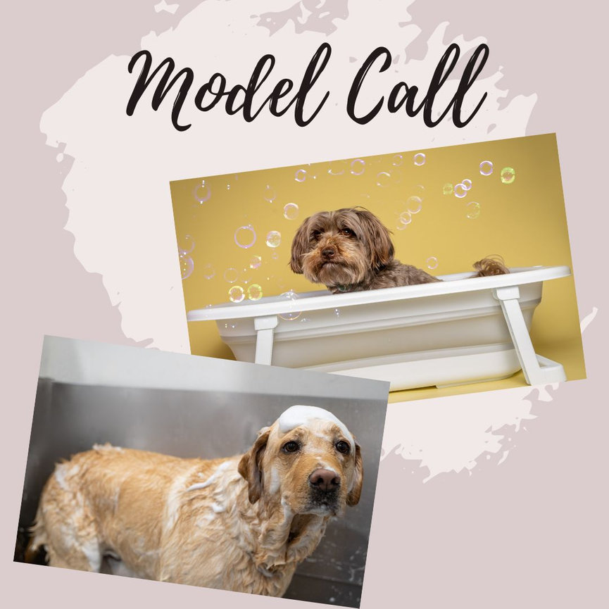 Canberra Dog Model Call for commercial pet photography shoot