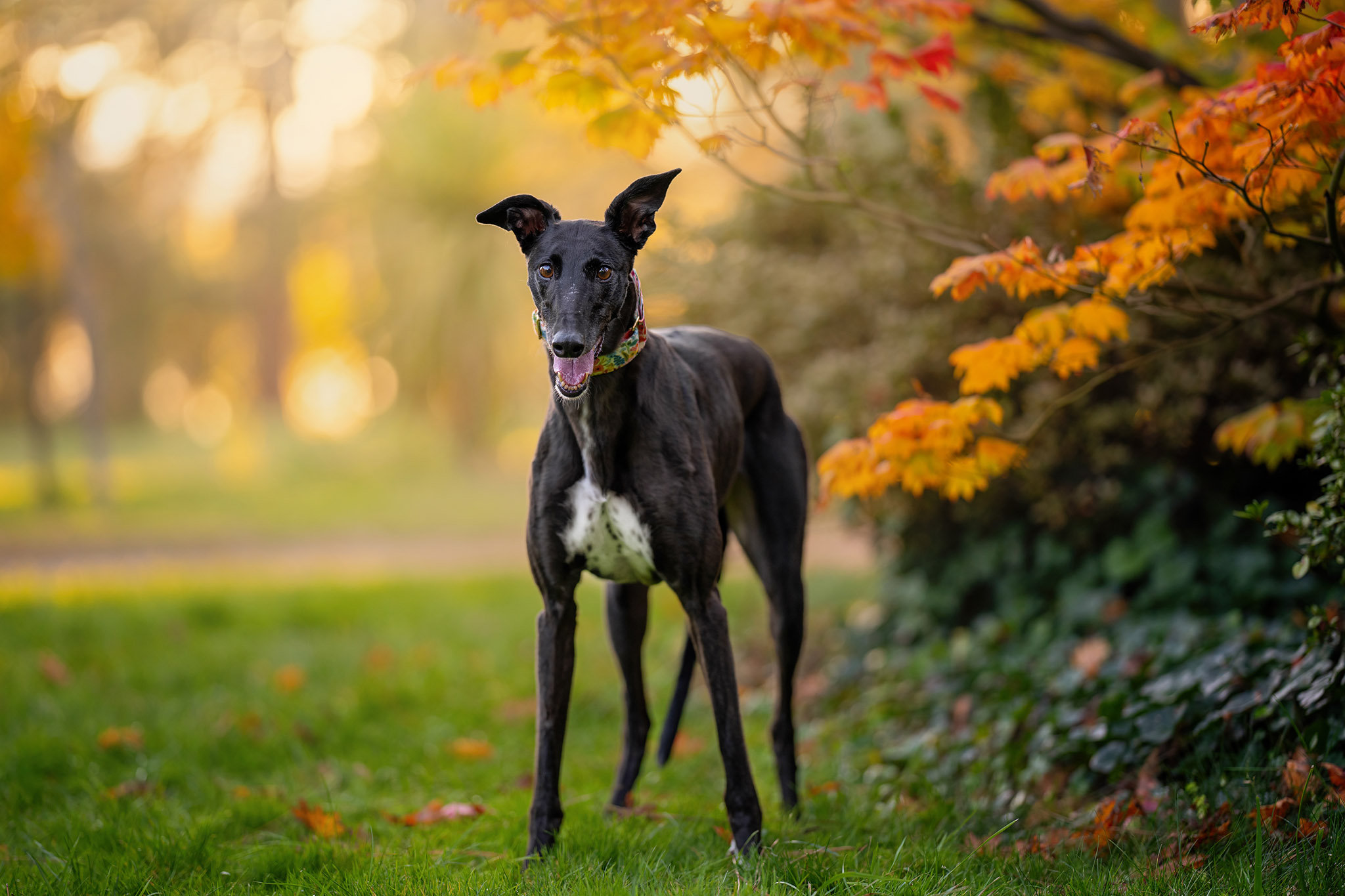 Photographing Shy Dogs